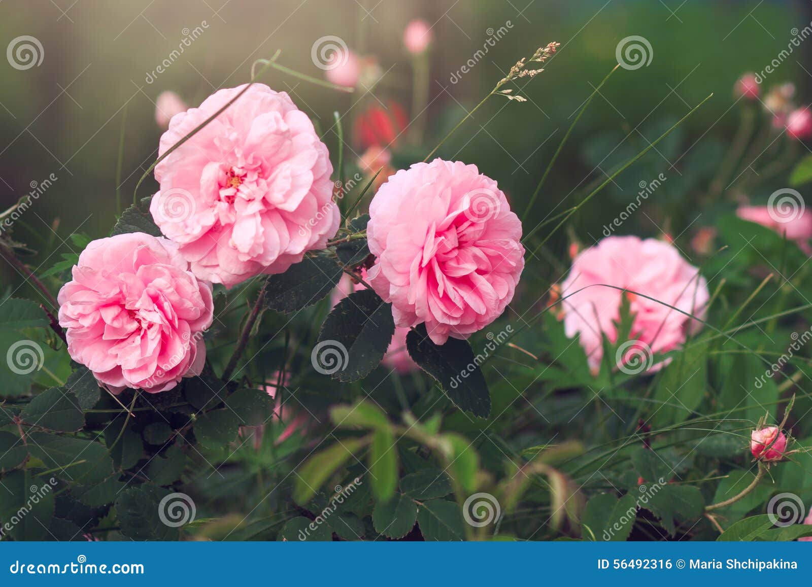 Garden pink fragrant roses stock photo. Image of natural - 56492316