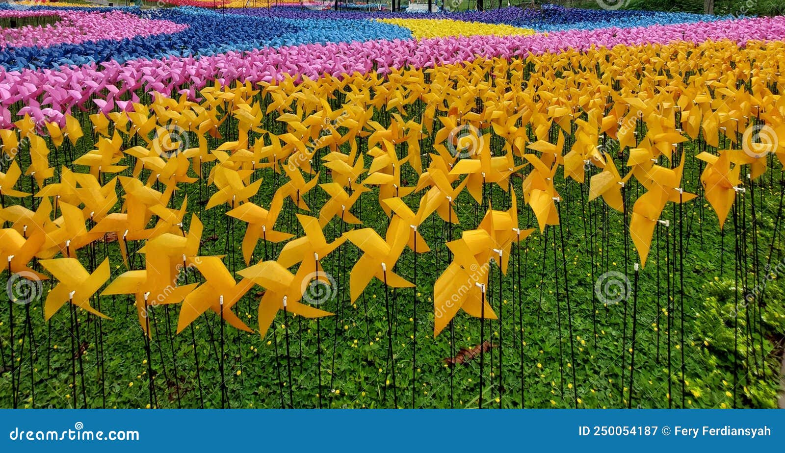 Garden of Pinwheel in West Java, Indonesia Stock Image - Image of ...