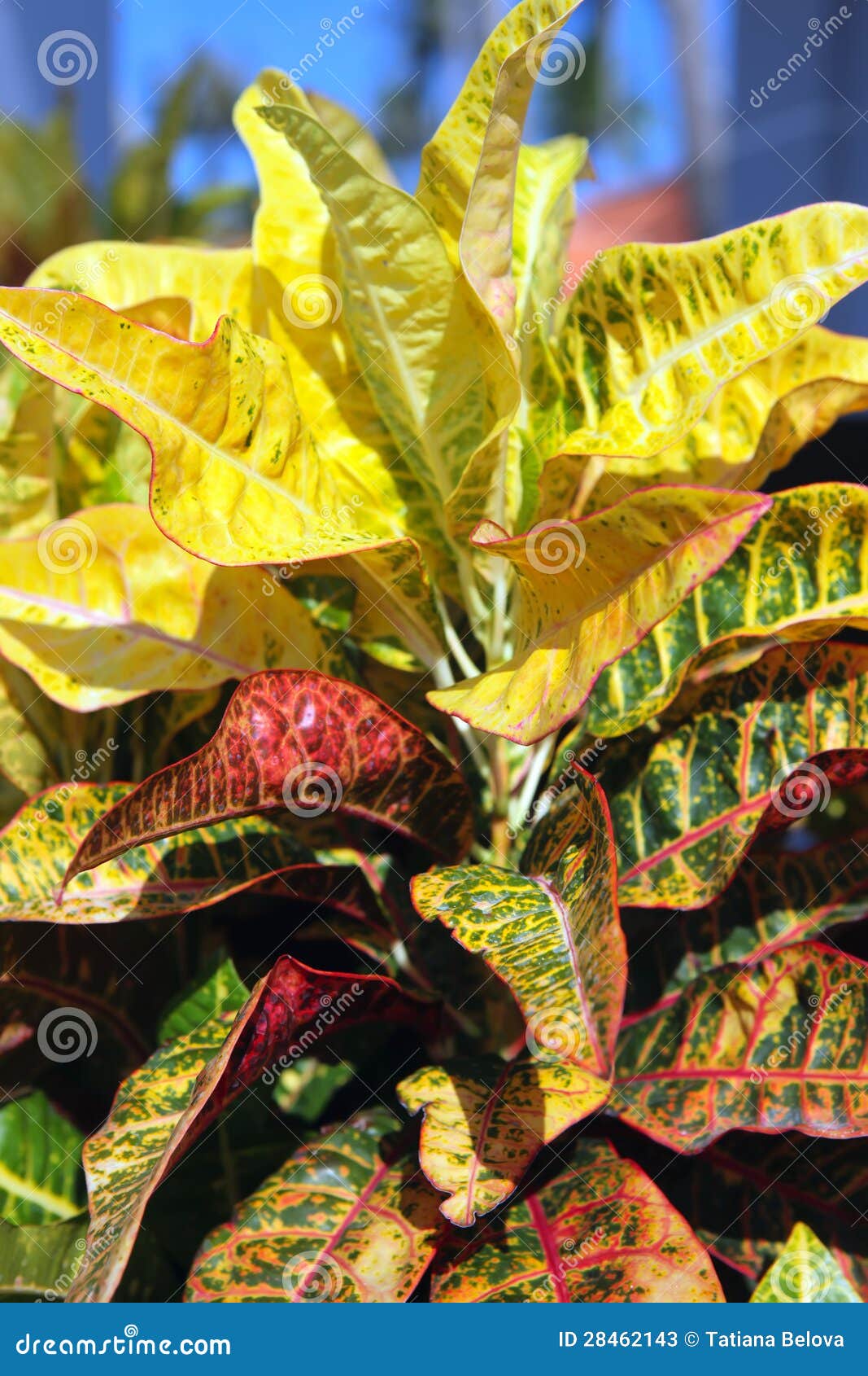 Garden Plant - Croton. Codiaeum Variegatum. Stock Image - Image of ...