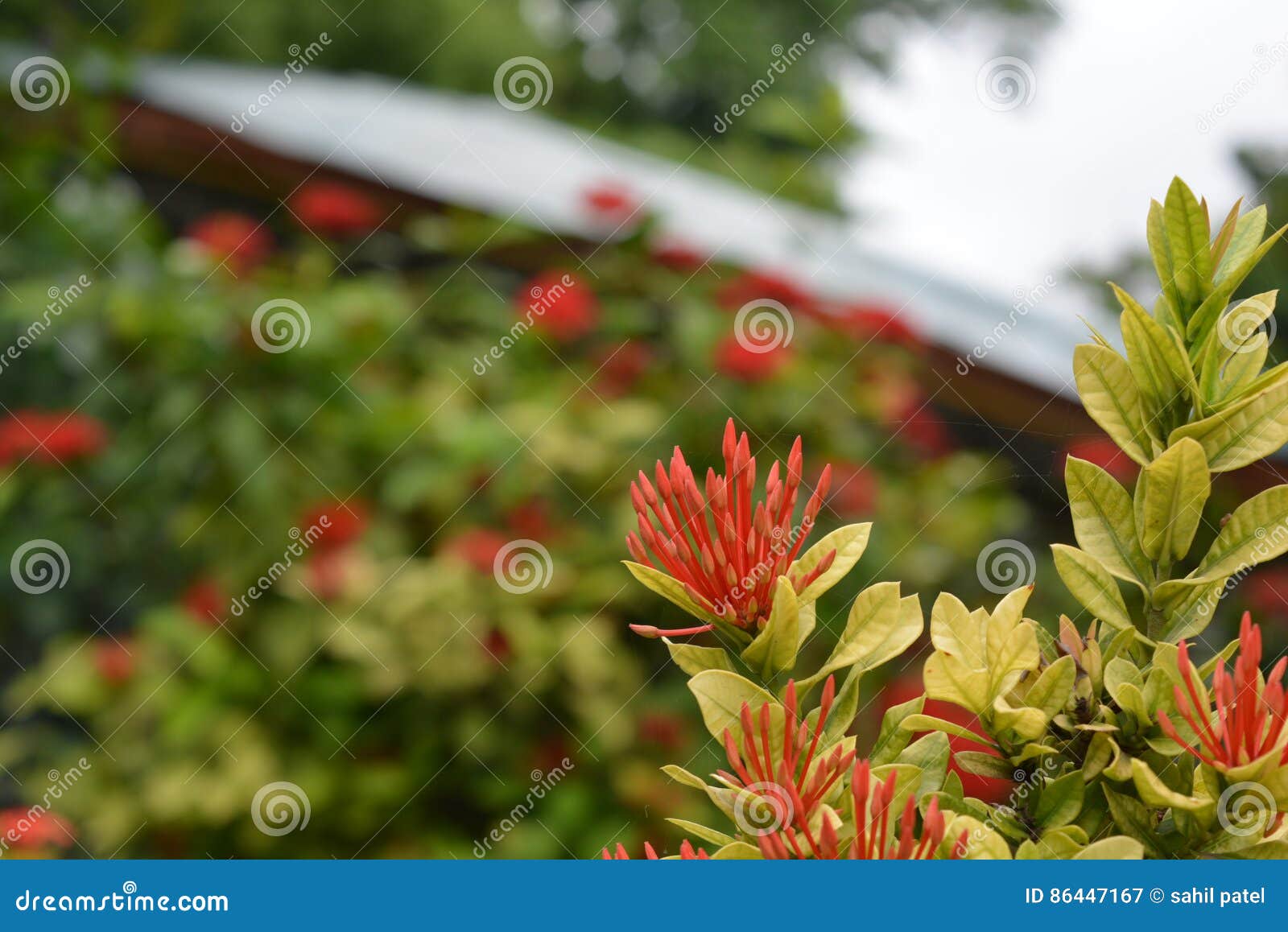 Garden plant focused stock image. Image of house, board - 86447167