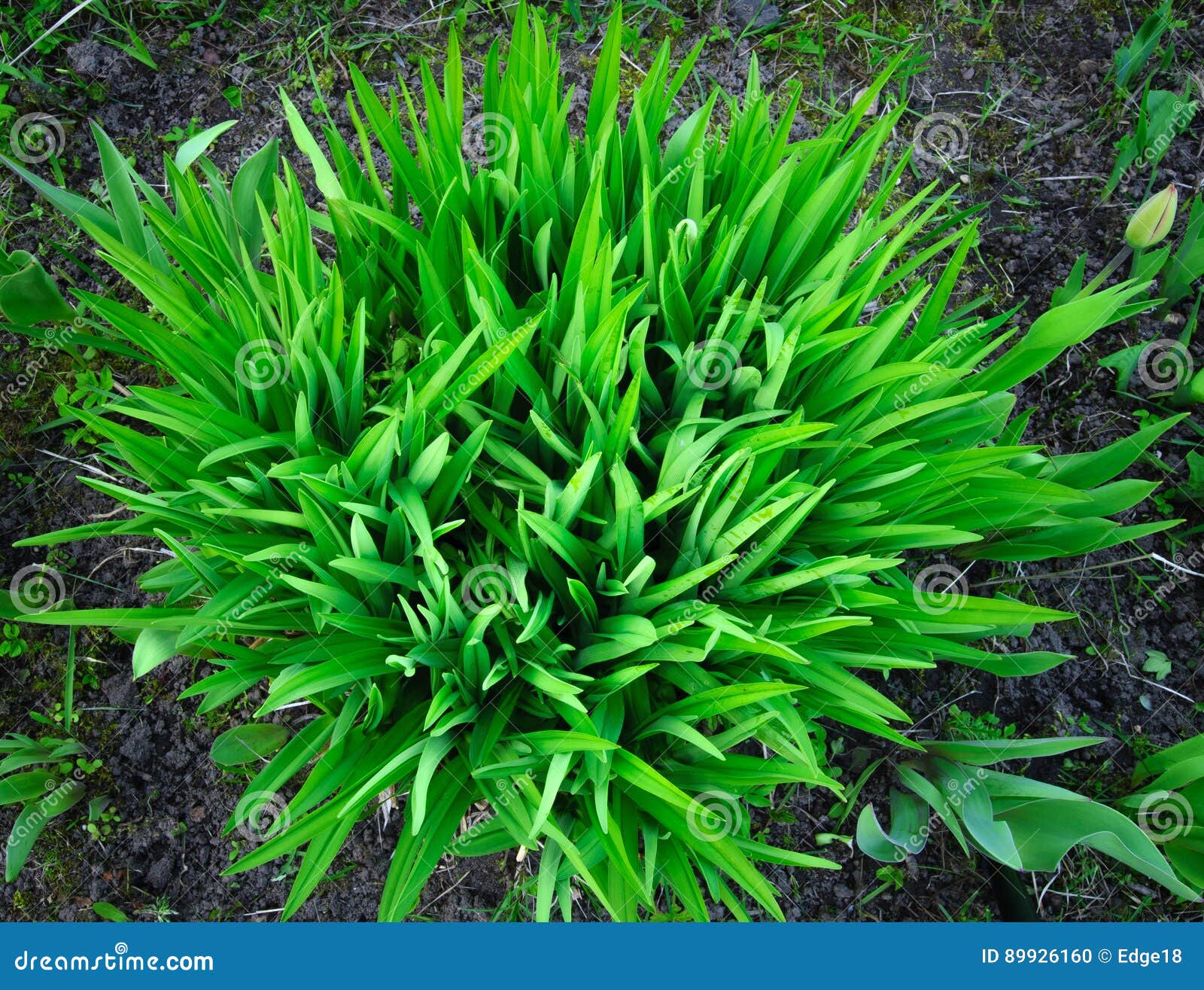 Garden Plant Grass. Top View Stock Photo - Image of growing, leaf: 89926160