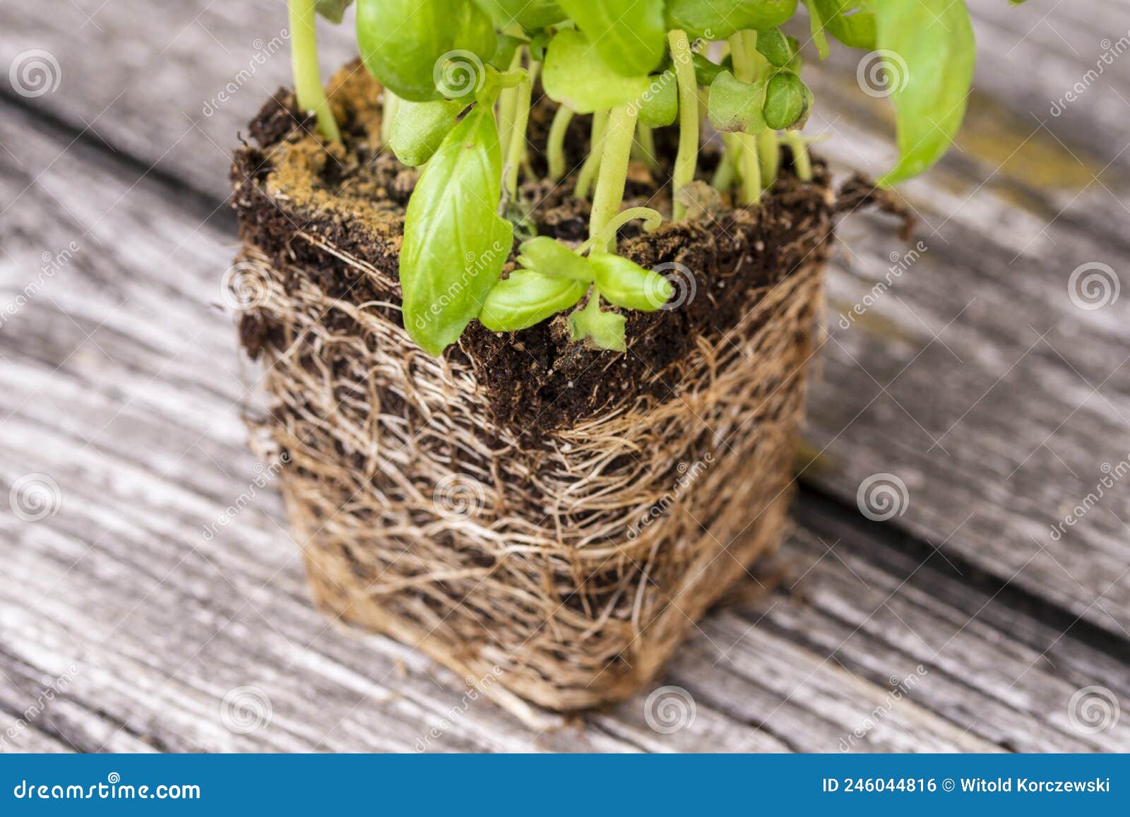 Garden Plant Seedling and Root Ball Enlarged. Spring Stock Photo ...