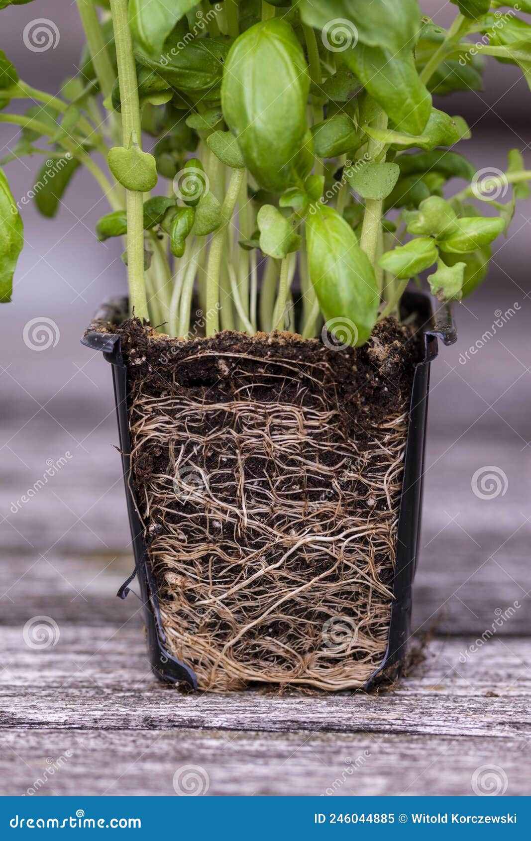 Garden Plant Seedling and Root Ball Enlarged. Spring Stock Image ...