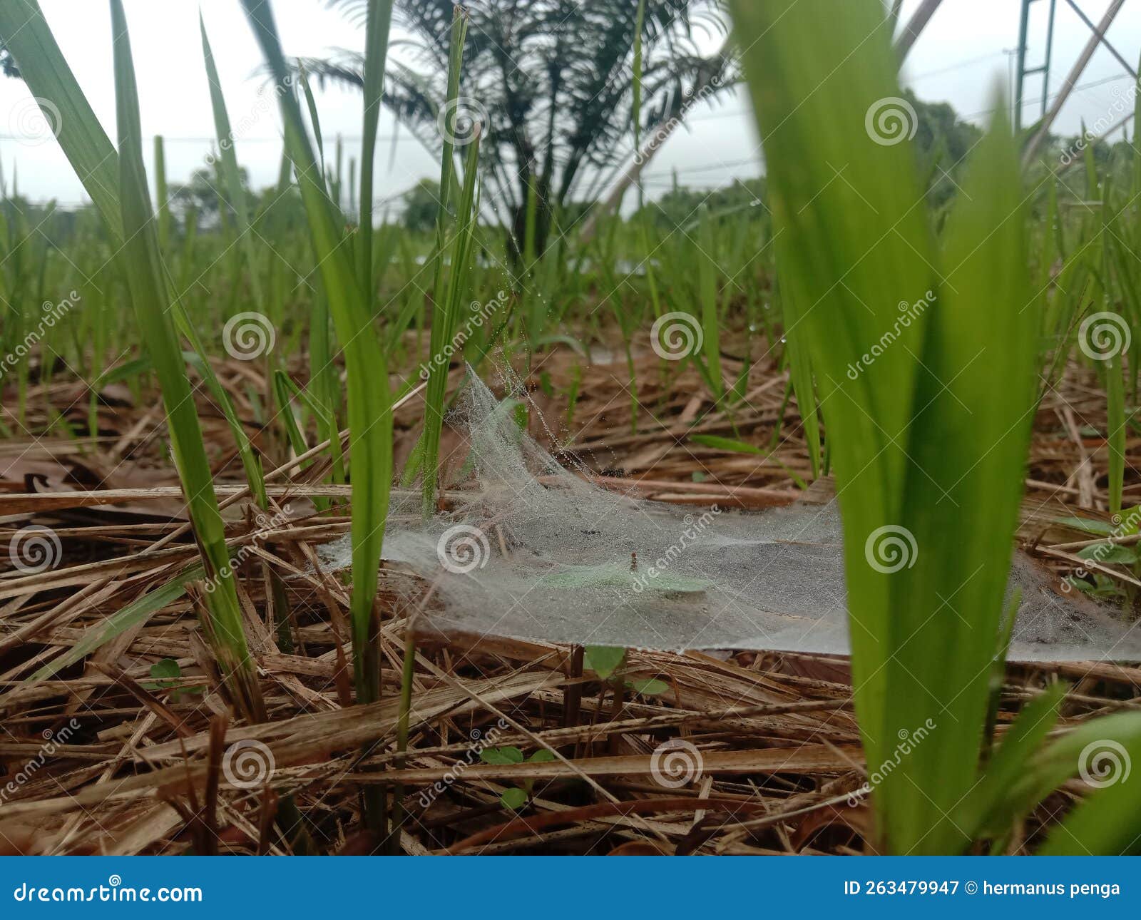 Plantatio Stock Photos - Free & Royalty-Free Stock Photos from Dreamstime