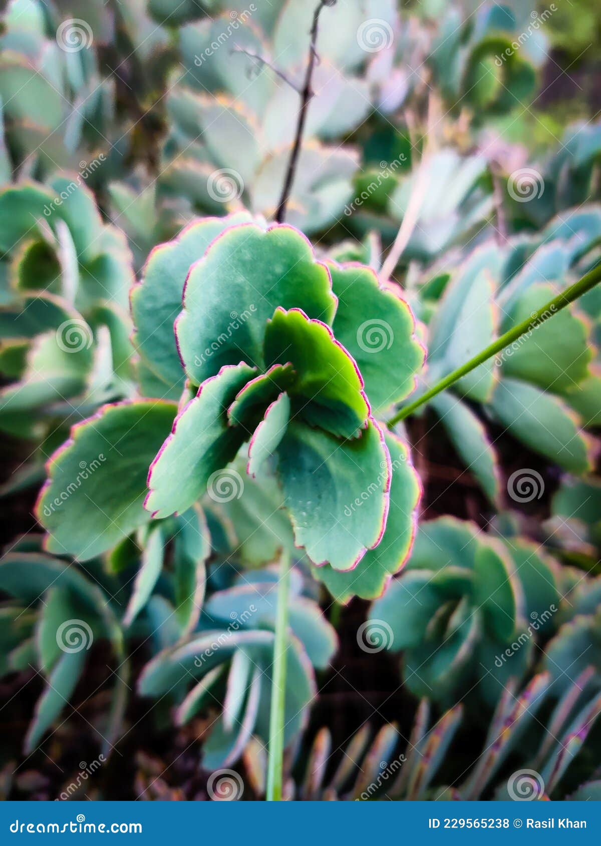 Garden Plants Flowering Plants, Micro Photography Stock Photo - Image ...