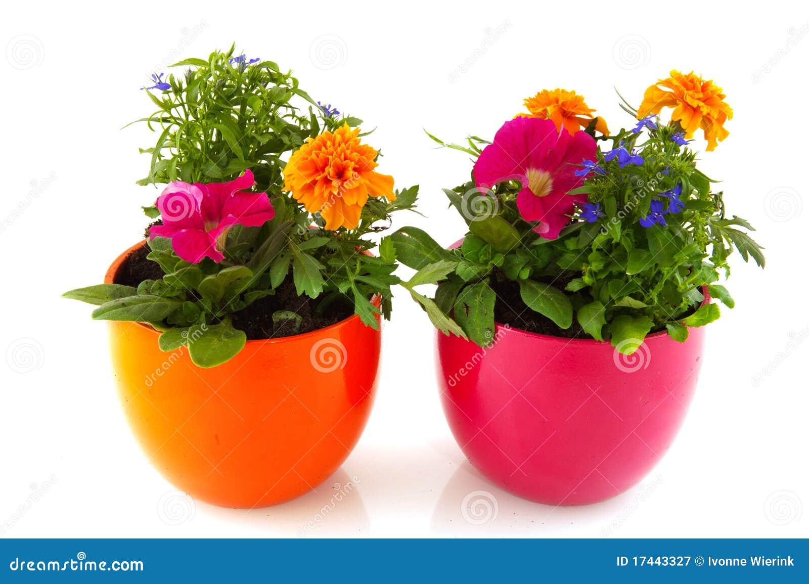 Garden plants with flowers stock image. Image of summer - 17443327