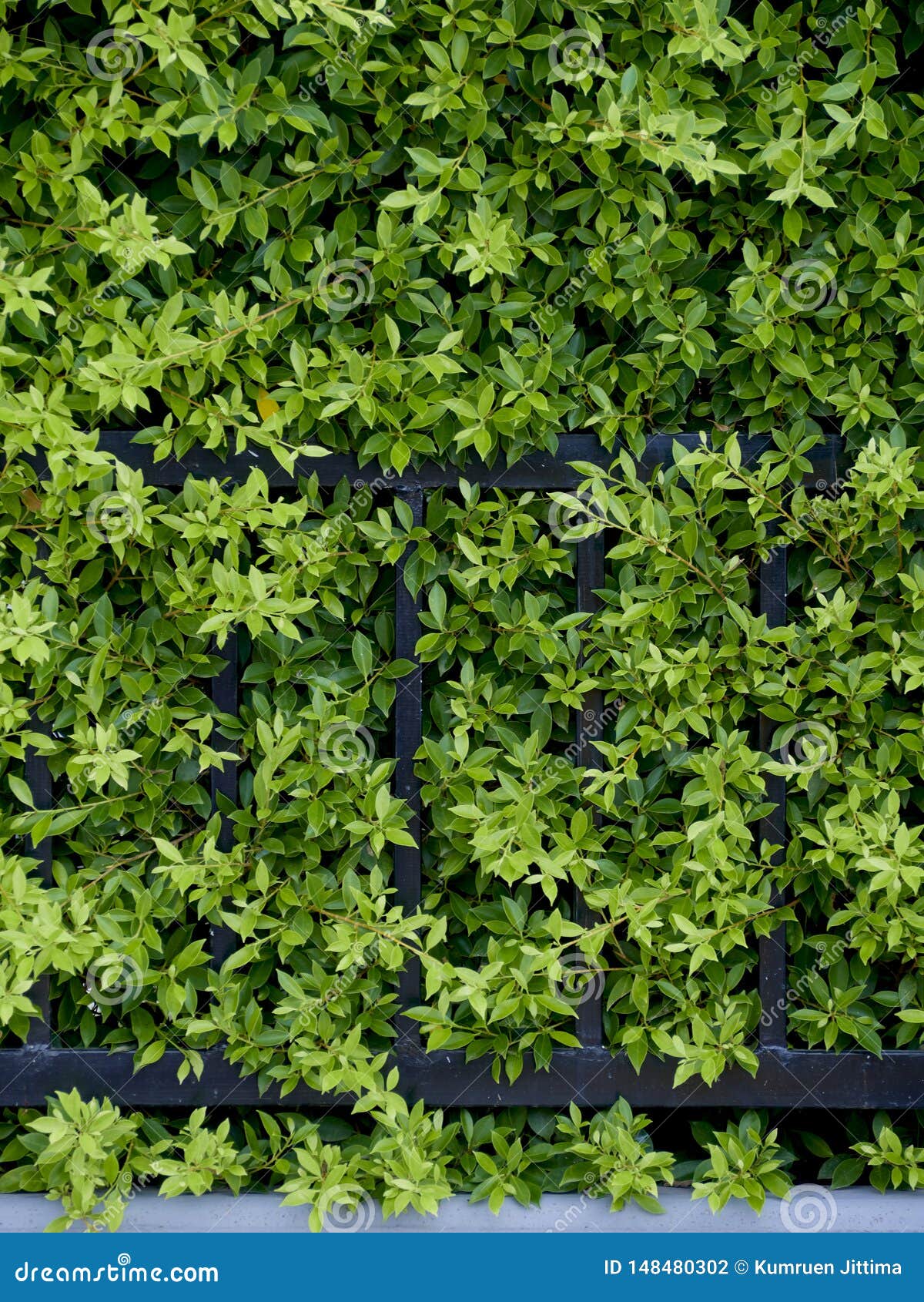 Garden plants for wall stock photo. Image of green, fresh - 148480302