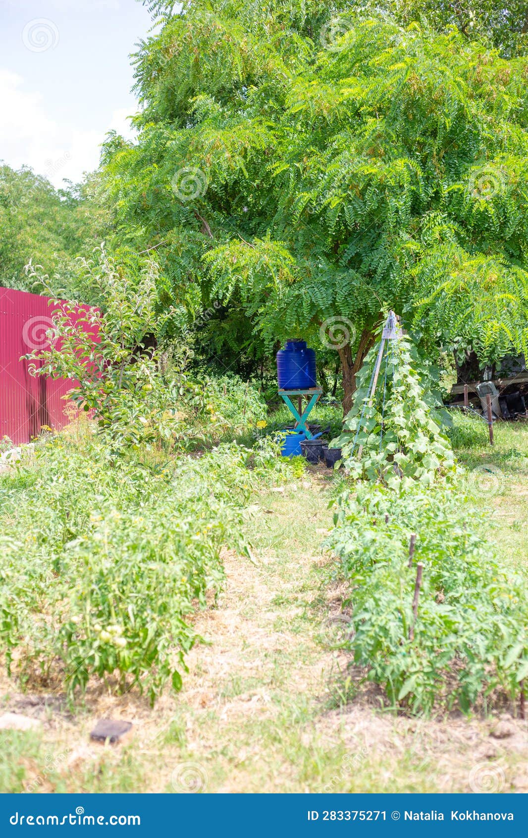 Garden Plot with Beds of Tomatoes and Cucumbers on a Summer Day ...
