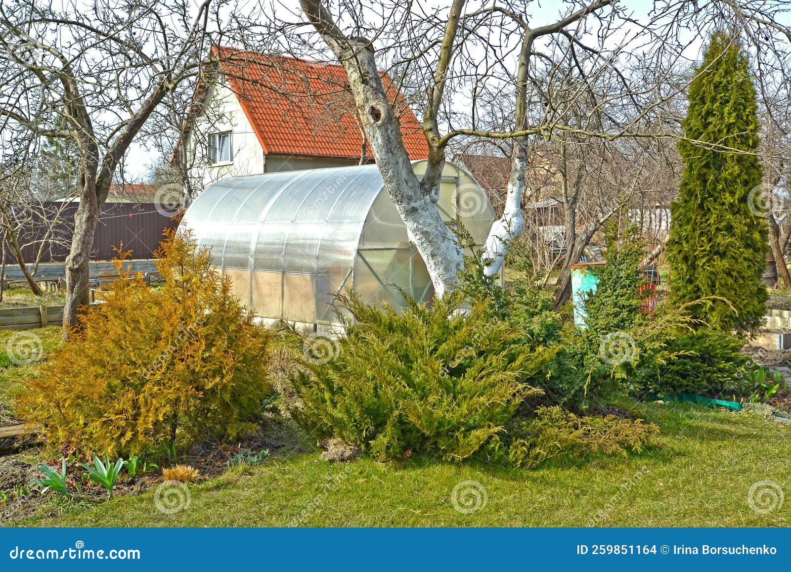 Garden Plot with Conifers in the Territory. Spring Stock Photo - Image of plot, tuya: 259851164