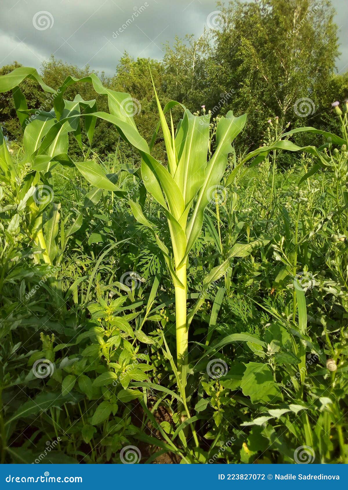 A Corn Sprout Stretches Up To the Sun Stock Photo - Image of plantation ...