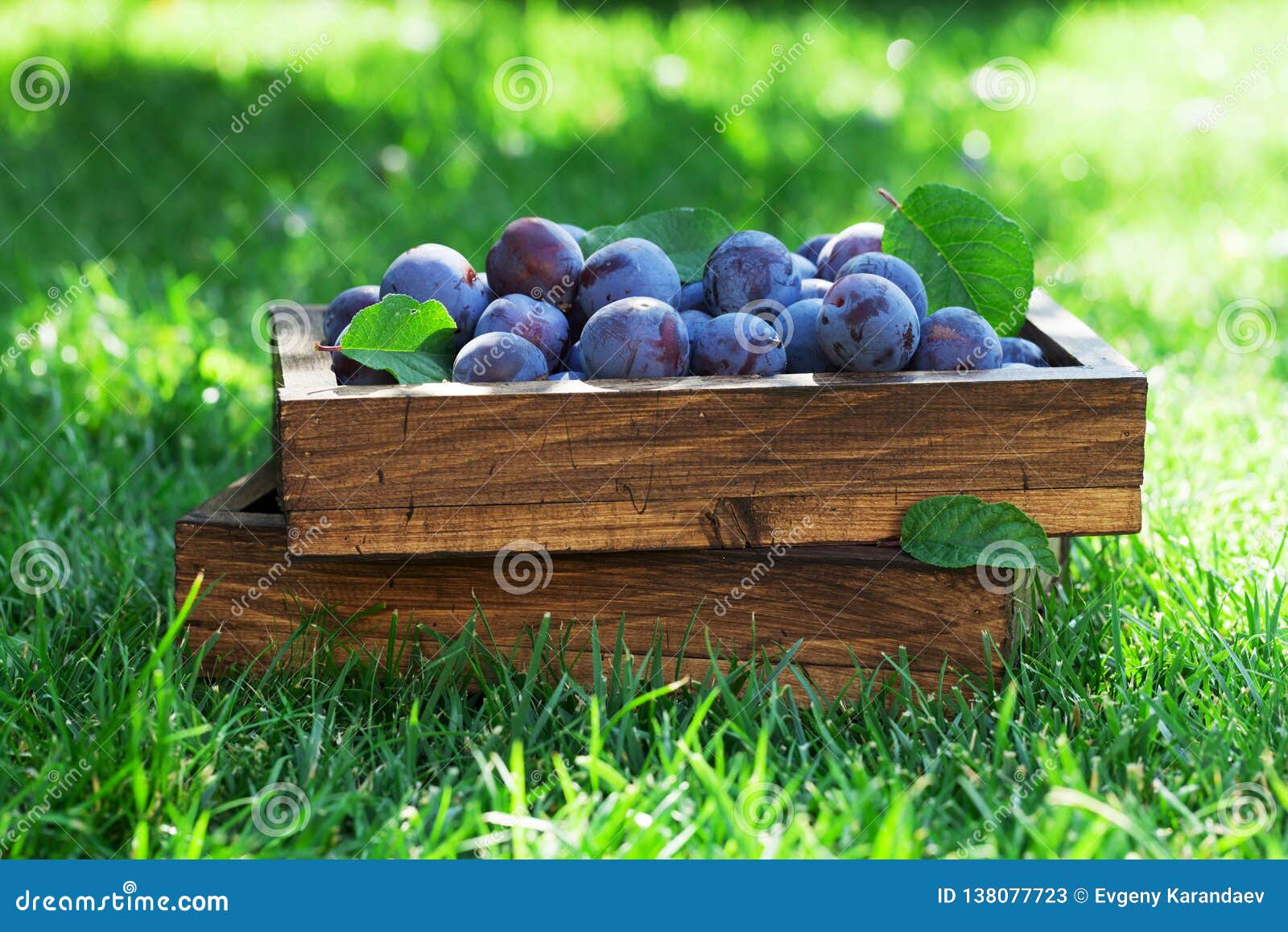 Garden plums in wooden box stock image. Image of outdoor - 138077723