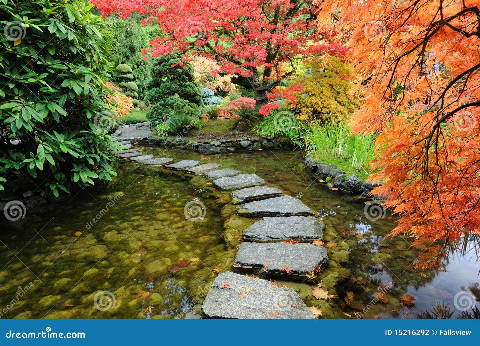 Garden Pond With Bunch Of Reeds. Dry Common Reed Phragmites Australis ...
