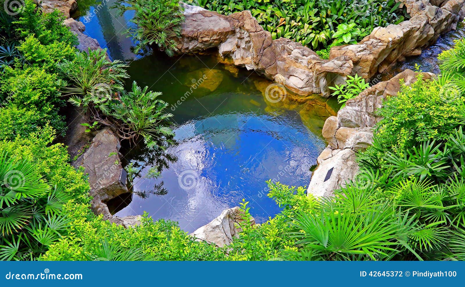 Garden Pond with Tropical Plants Stock Photo - Image of spring ...