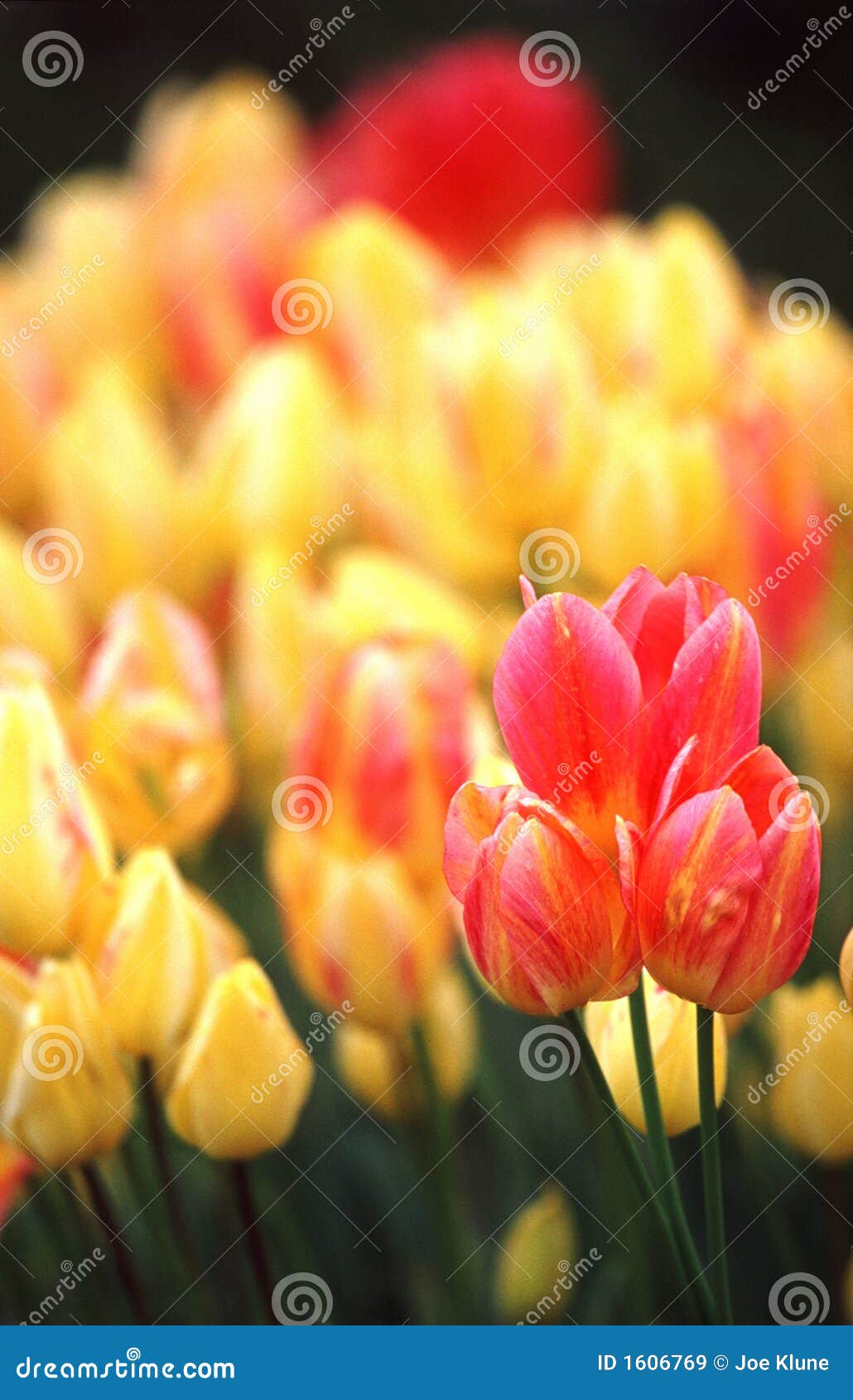 Garden portraits stock image. Image of pretty, color, flower - 1606769