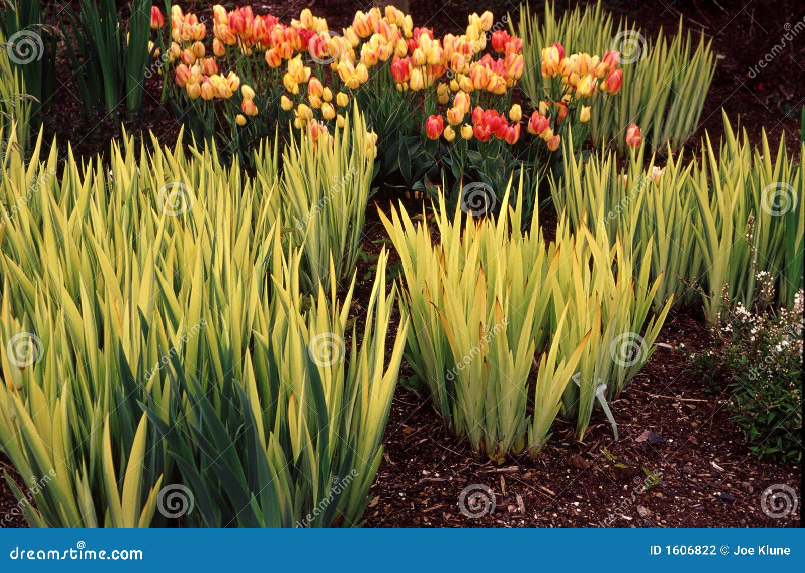 Garden portraits stock photo. Image of plant, beautiful - 1606822