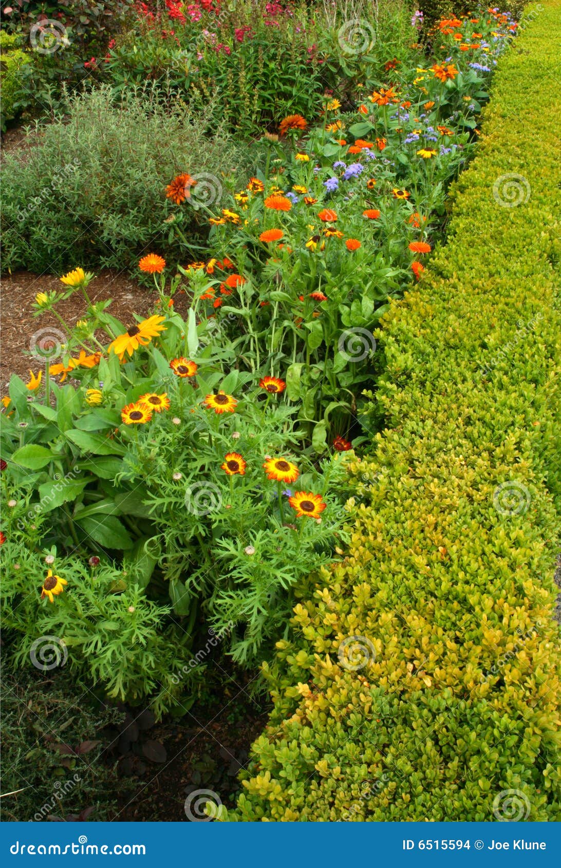 Garden portraits stock photo. Image of colorful, garden - 6515594