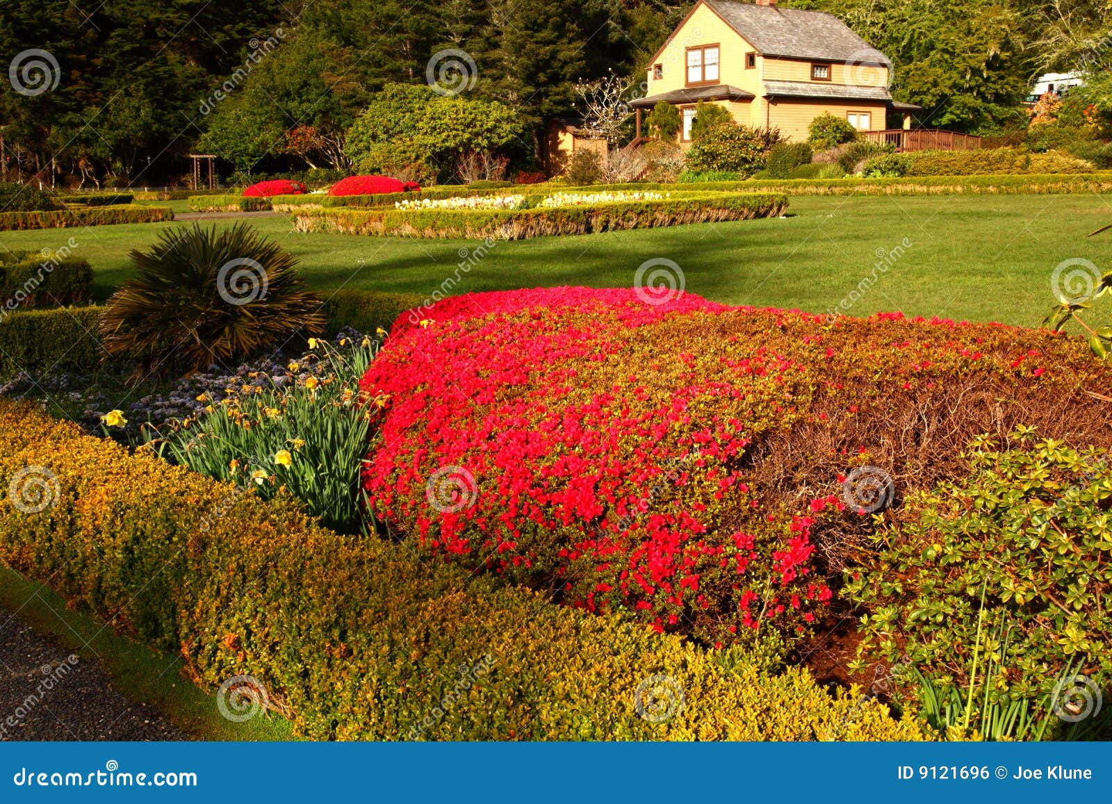 Garden portraits stock photo. Image of plants, azalea - 9121696