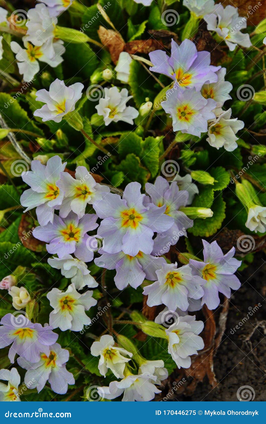 Garden primrose stock image. Image of blossom, beautiful - 170446275