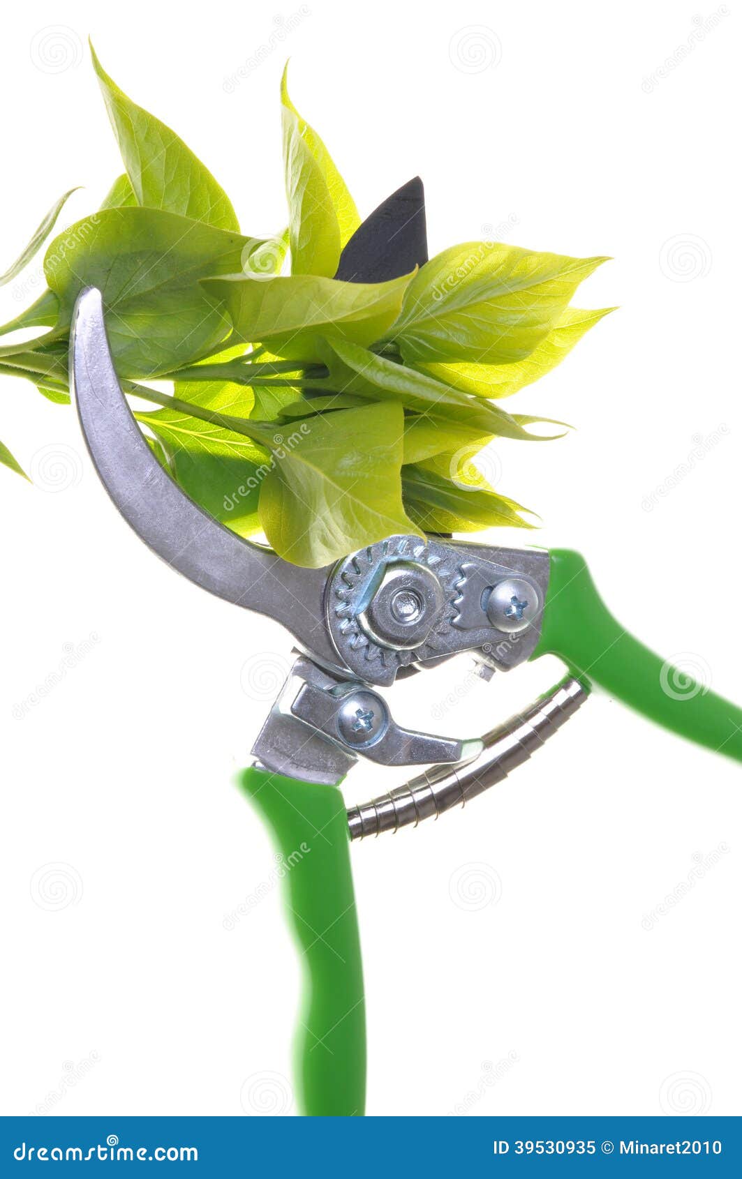 Garden Pruner with Green Twigs Stock Image - Image of hedge, green ...