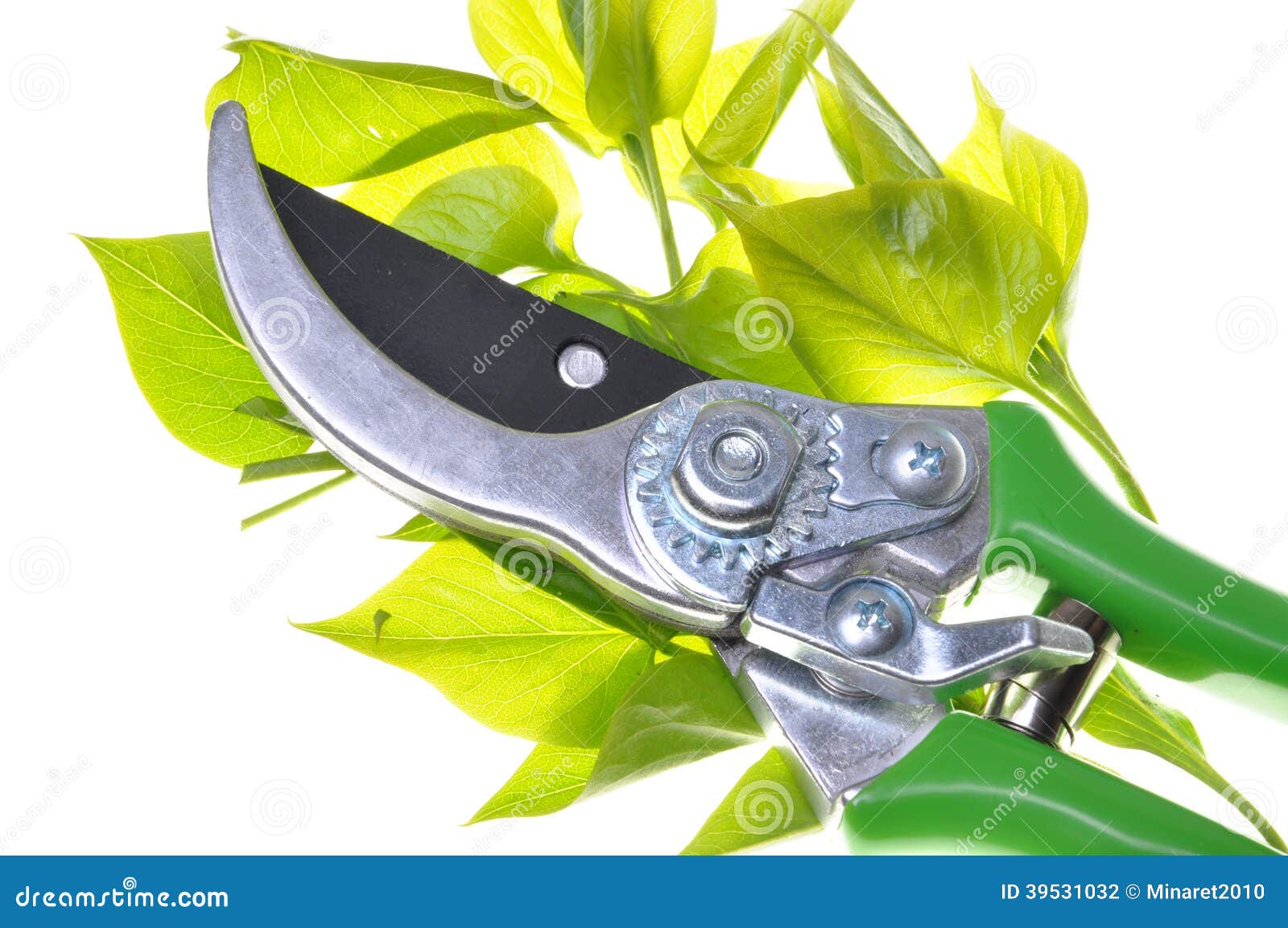 Garden Pruner with Green Twigs Stock Photo - Image of plant, isolated ...