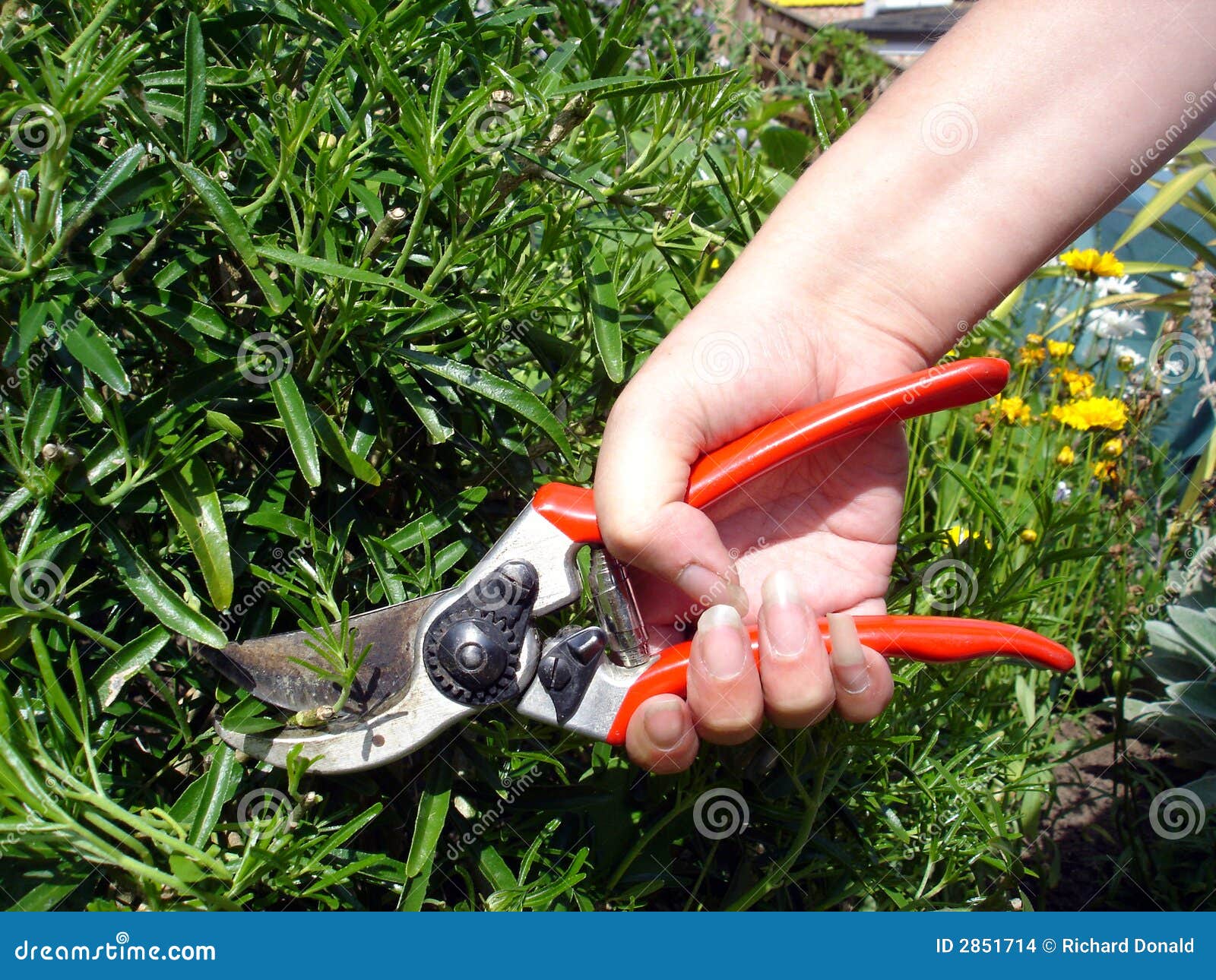 Garden Pruning stock photo. Image of grass, tree, finger - 2851714