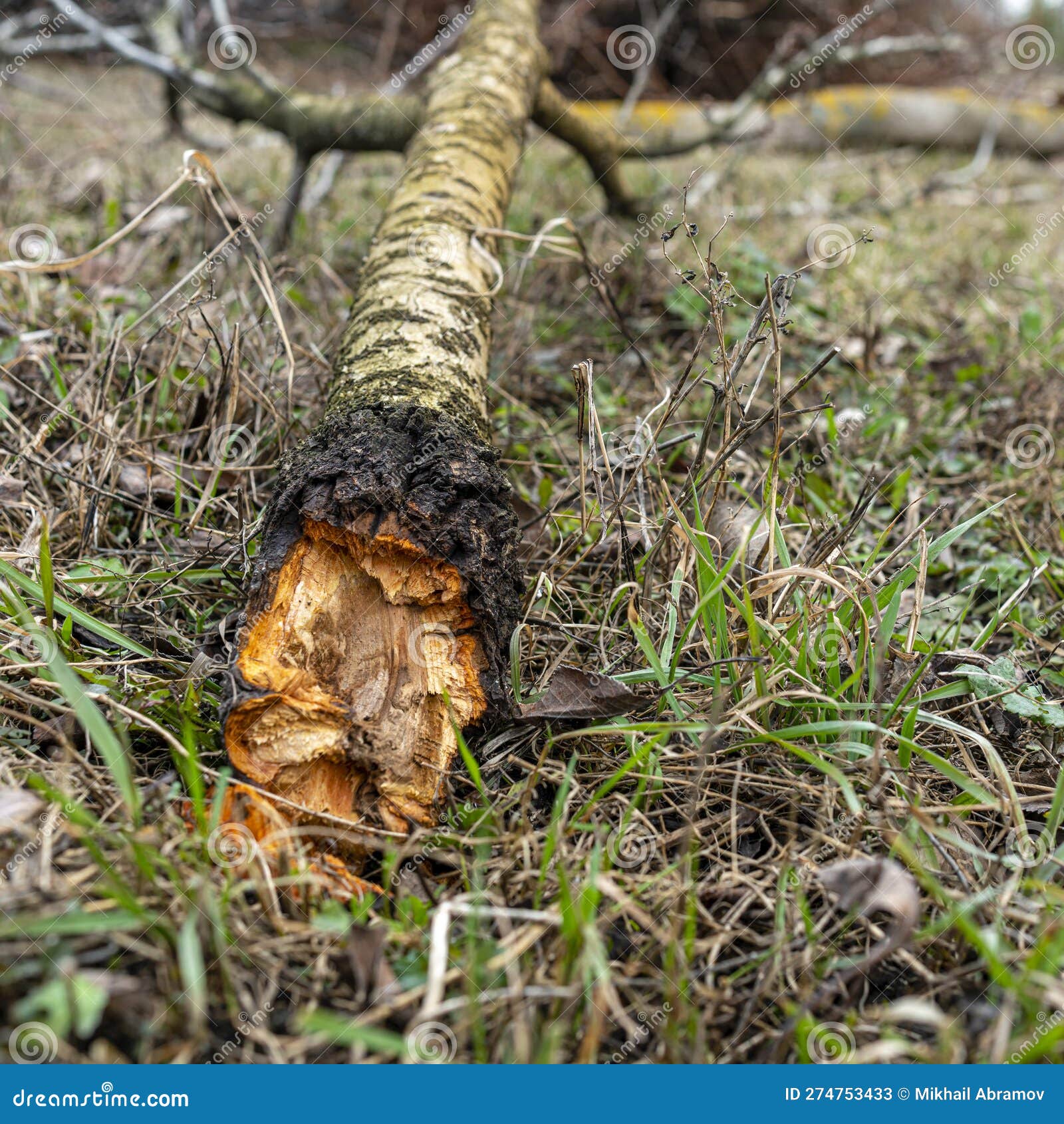 Garden Pruning Work. Cherry Rotted from Disease. Stock Image - Image of ...