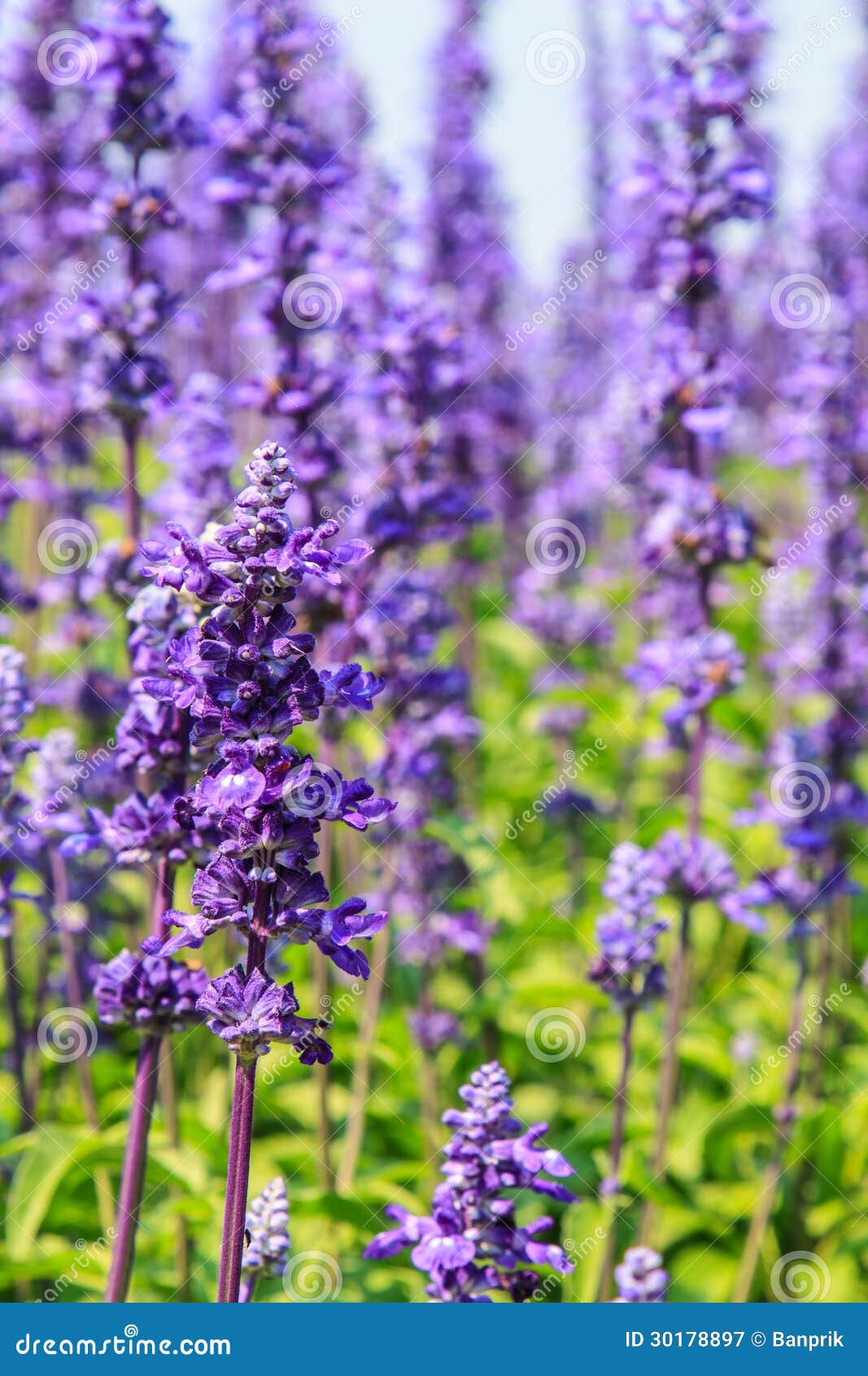 Purple flower stock image. Image of purple, growth, botany - 30178897
