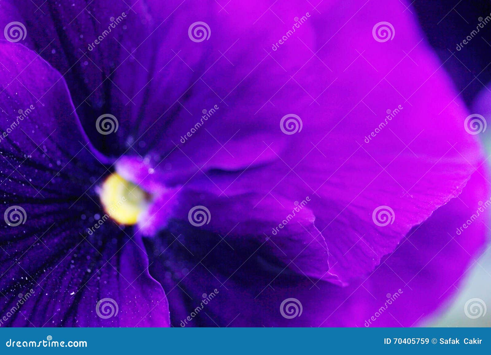 Garden, Purple Violet Background Stock Image - Image of april, green ...