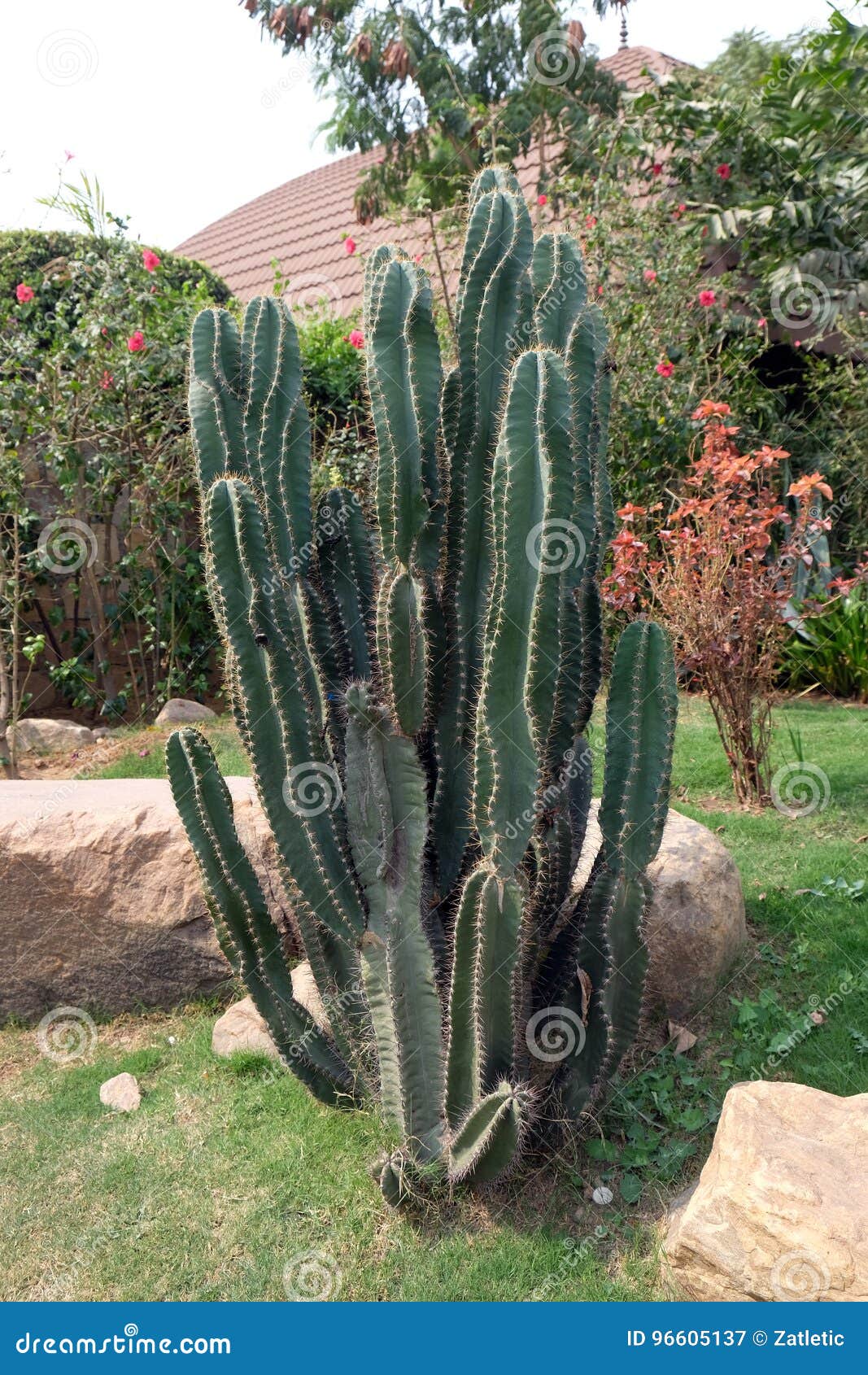 Garden in Pushkar, India stock image. Image of cactus - 96605137