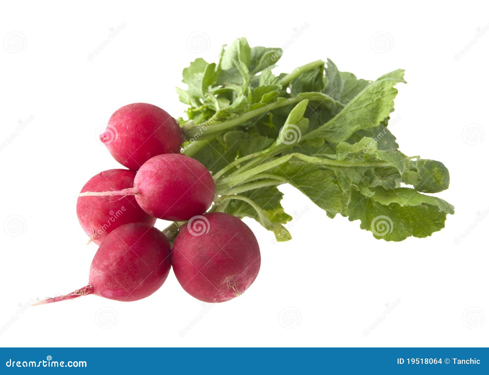 Garden Radish with Green Leaves Stock Photo - Image of healthy, plant ...