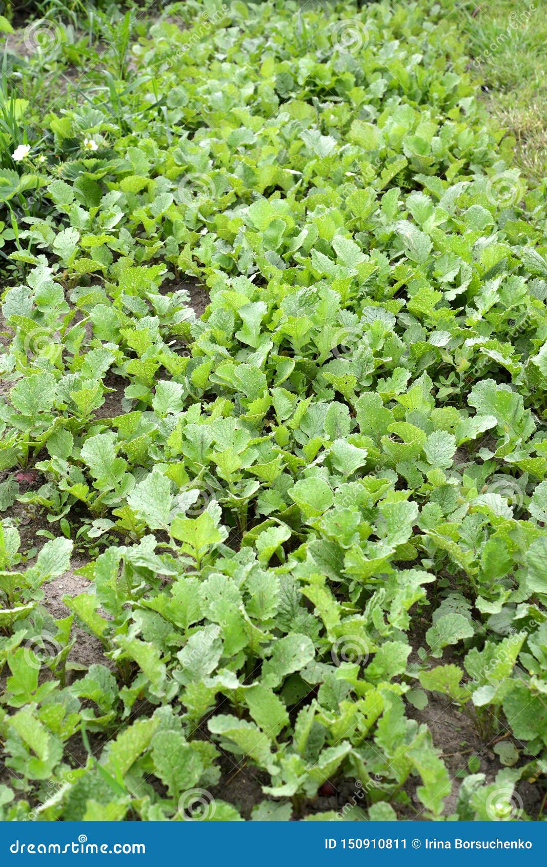Garden Radish Shoots on a Bed Stock Image - Image of brassicceae, rural ...