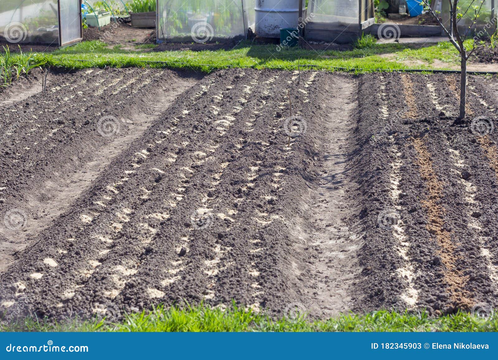 Garden.Raised Beds in the Garden with Sown Seeds of Vegetables and ...