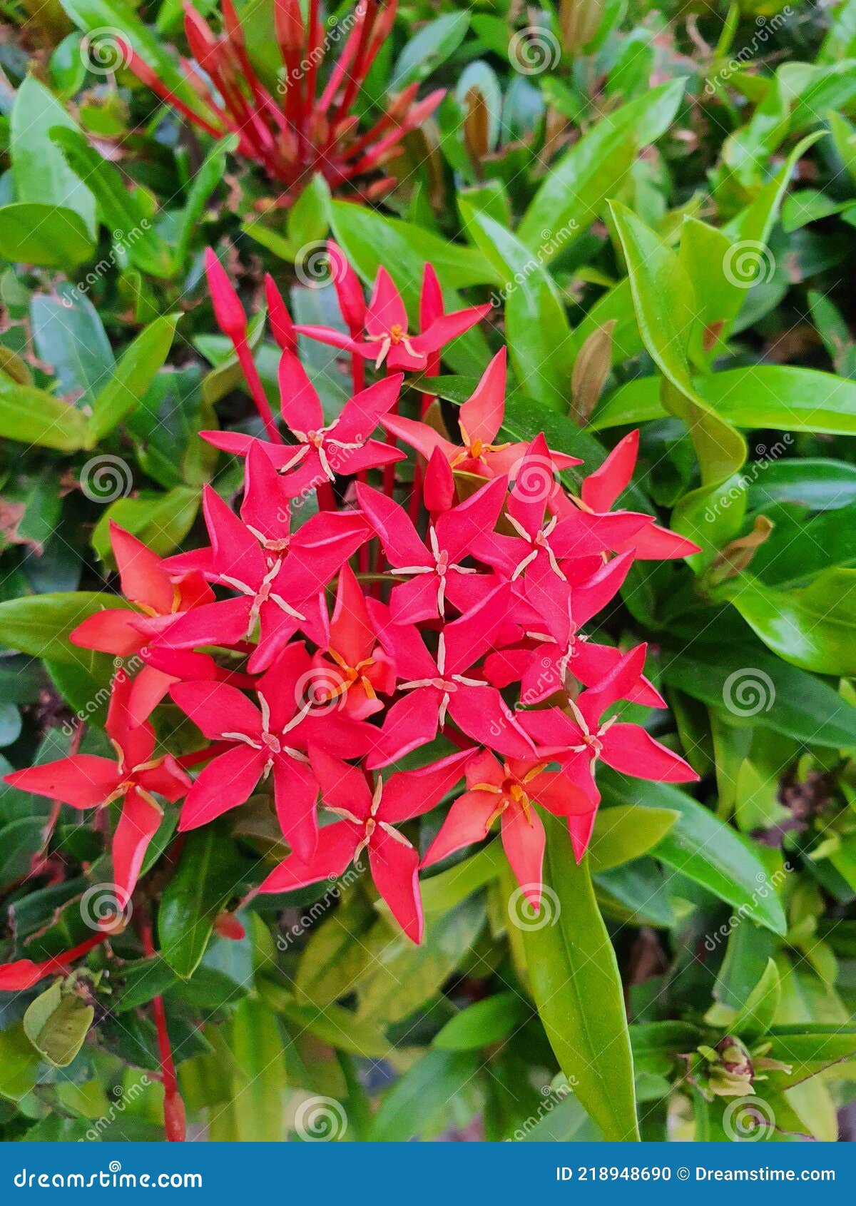 Garden red flower stock photo. Image of seed, green - 218948690