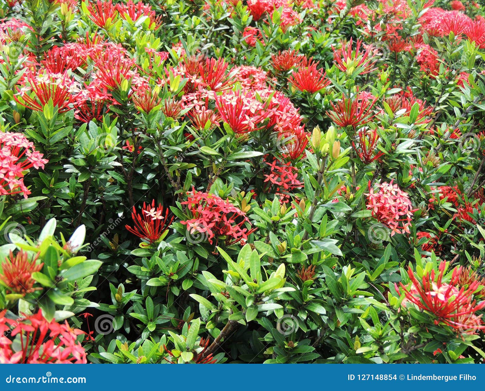 Garden with red flowers stock photo. Image of nature - 127148854