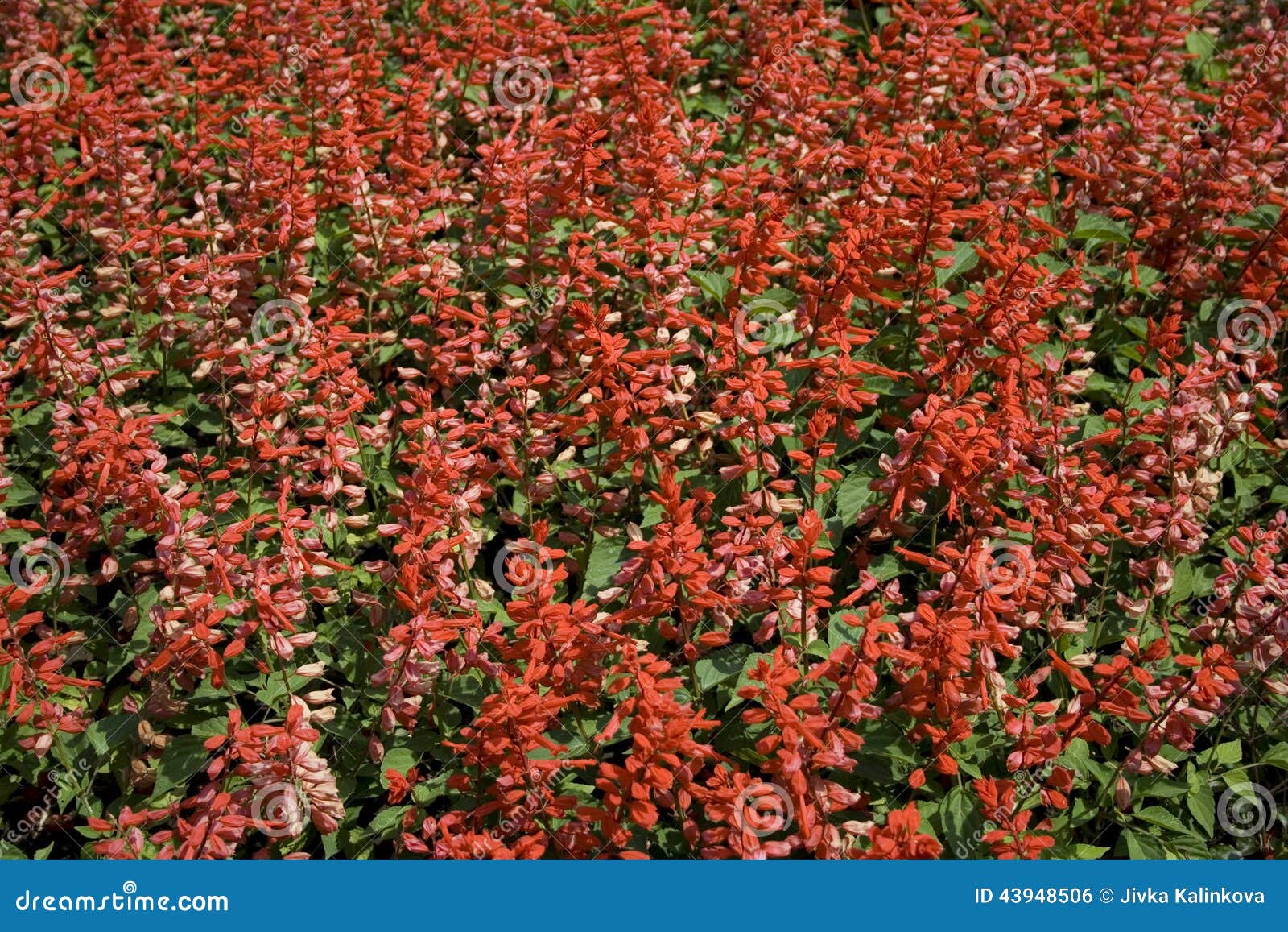 Garden with red flowers stock photo. Image of spring - 43948506