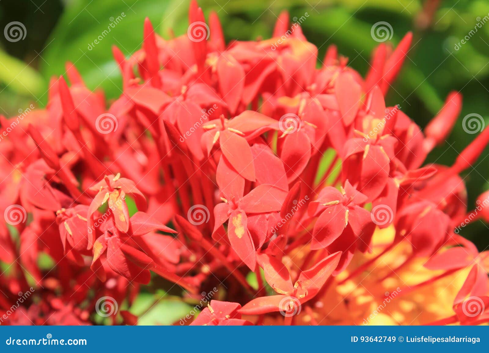Garden with red flowers stock image. Image of city, park - 93642749
