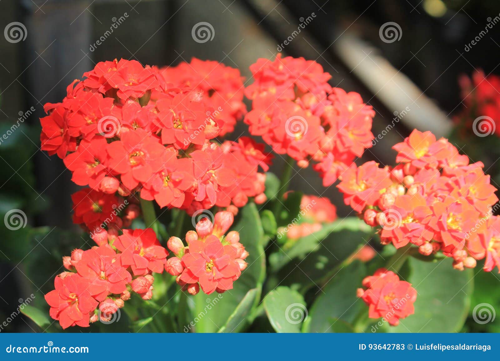 Garden with red flowers stock image. Image of leaf, beautiful - 93642783