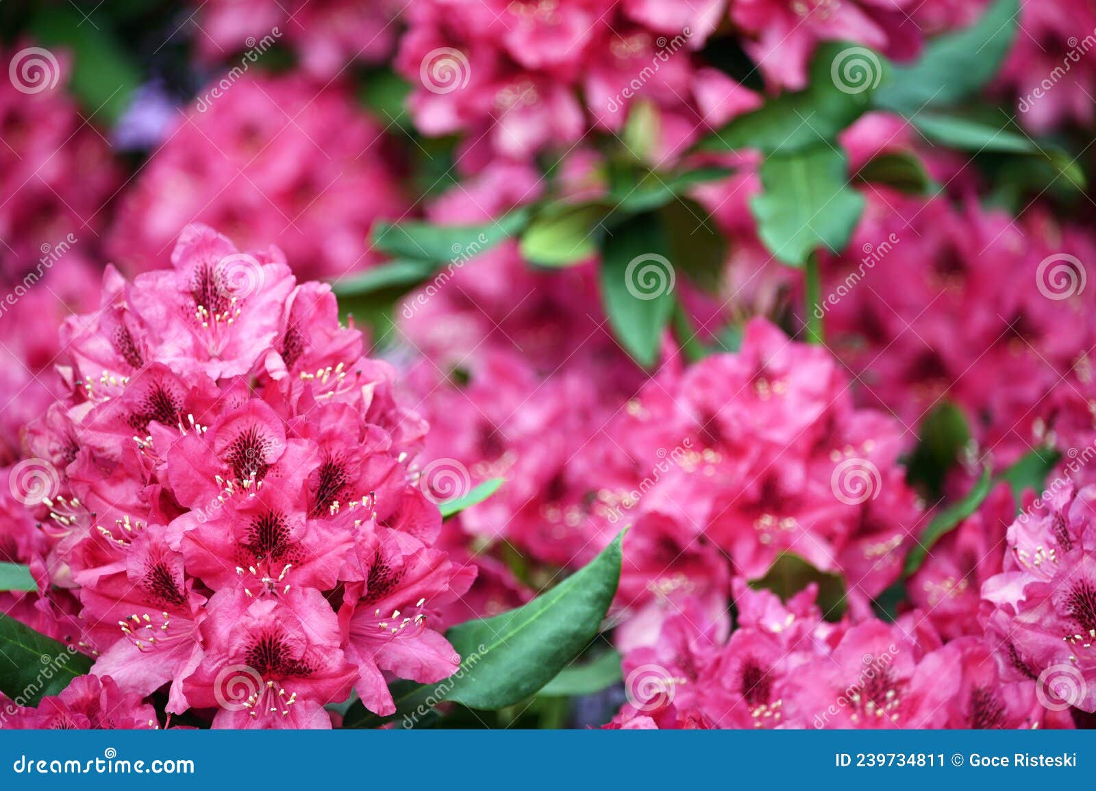 Garden with Red Hydrangea Flower Stock Image - Image of detail, nature ...