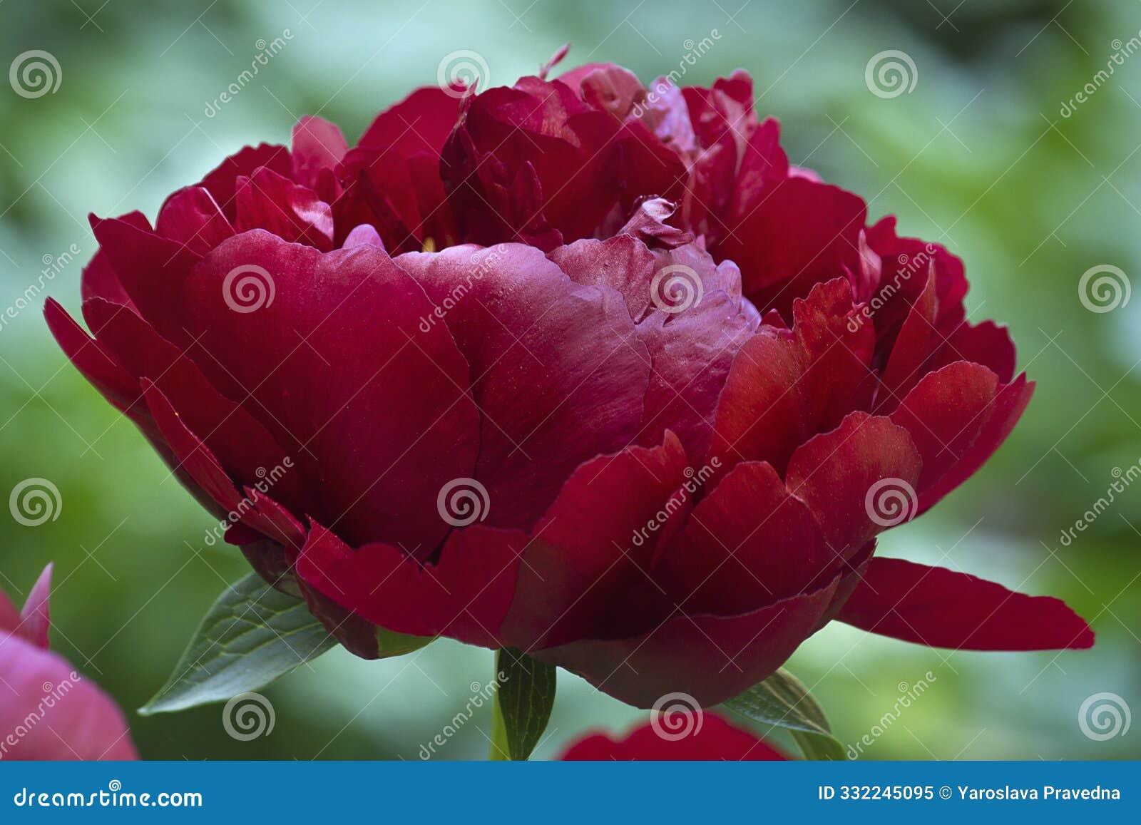 Garden with Red Peonies in Bloom Stock Image - Image of plant, garden ...