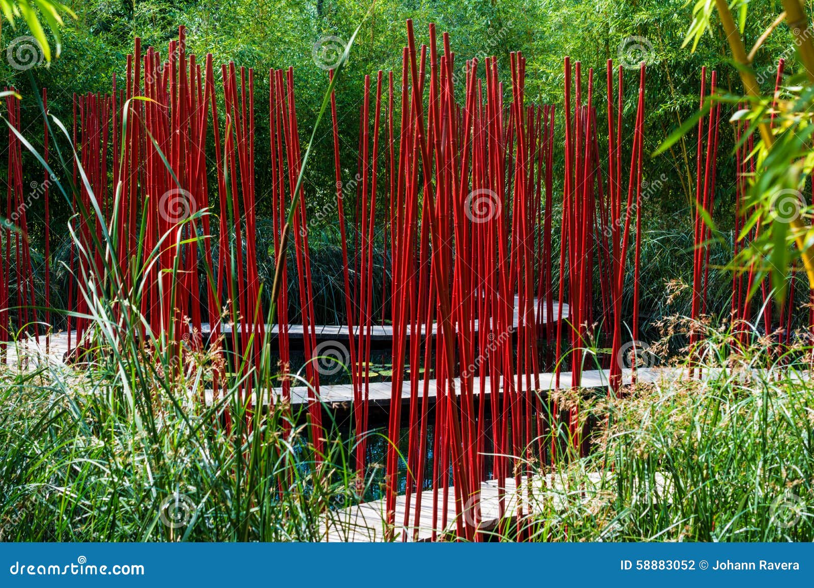 Garden with red reed stock photo. Image of roseaux, roseau - 58883052