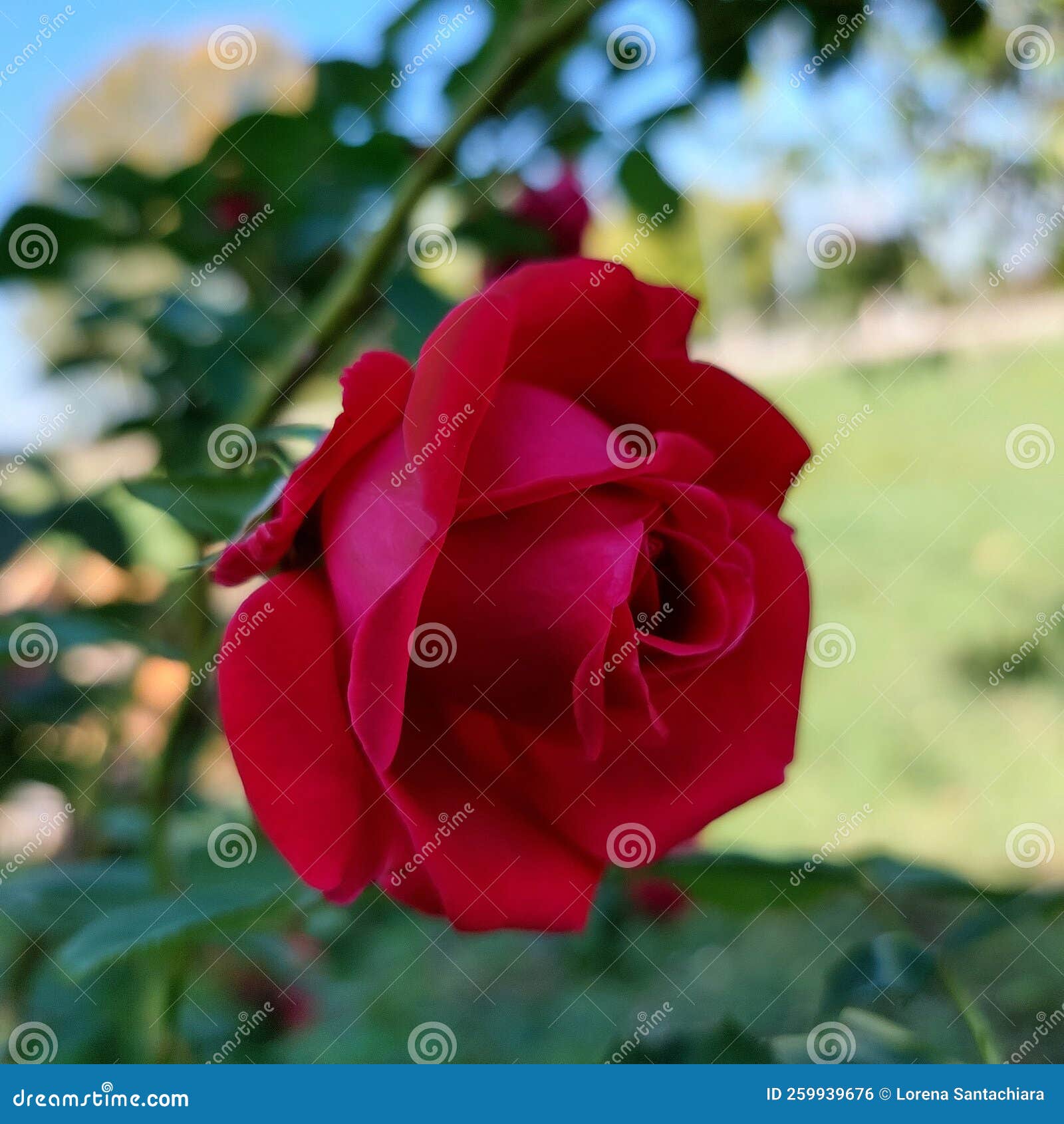 Garden Red Rose stock photo. Image of flower, leaf, petal - 259939676