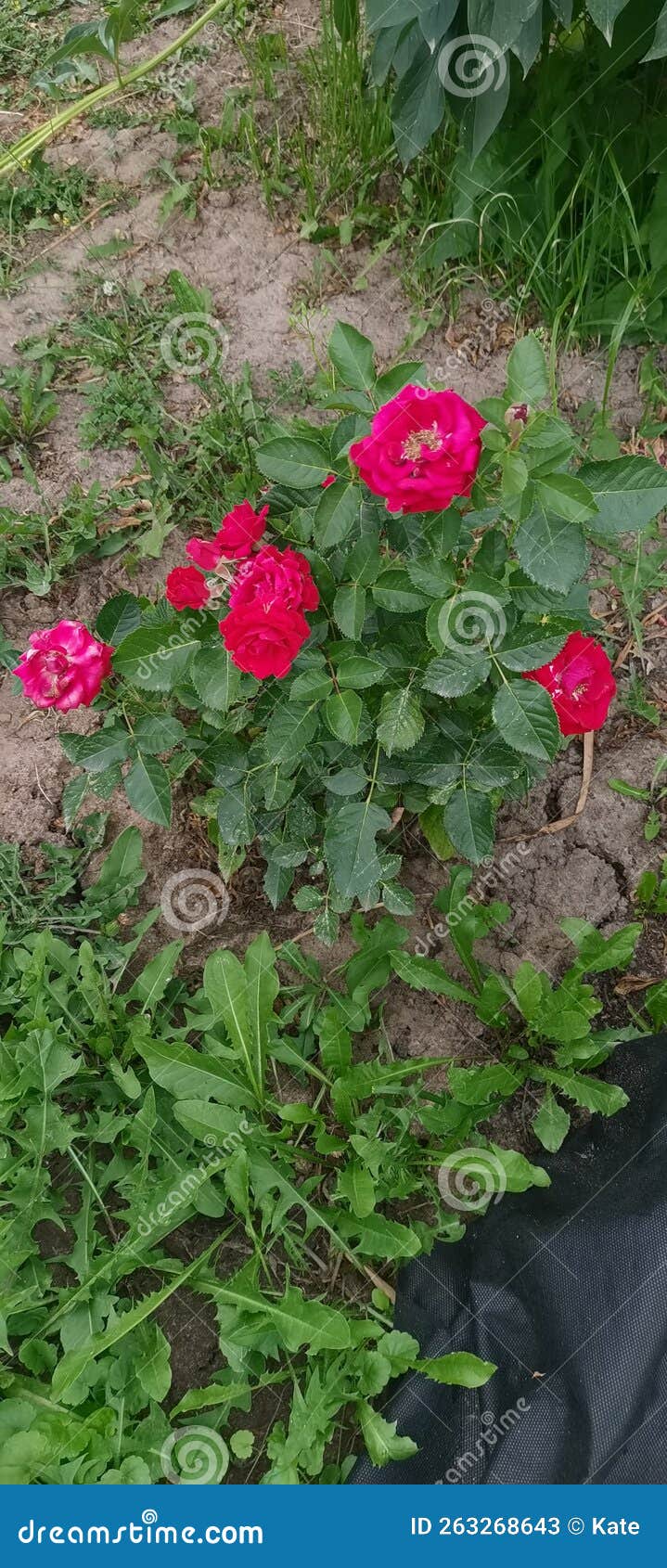 Garden Red Rose stock image. Image of peony, rose, garden - 263268643