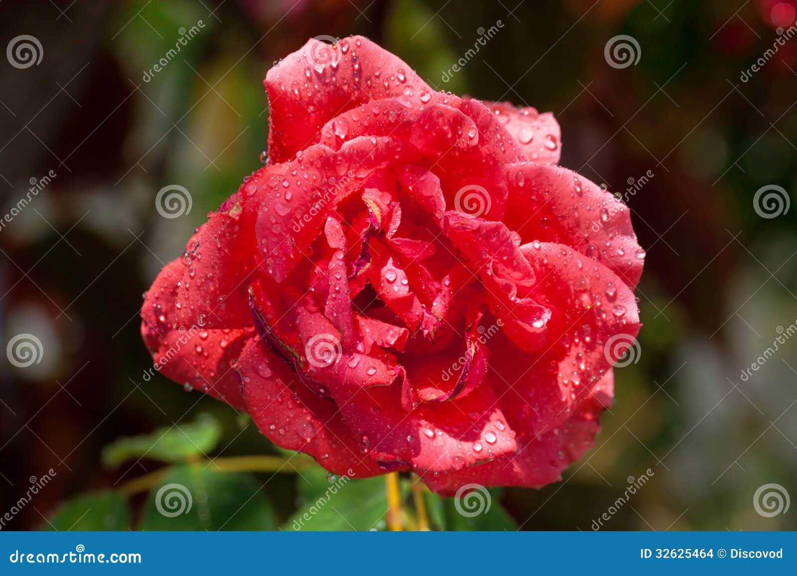 Garden Red Rose Covered with Water Droplets Stock Photo - Image of rose ...