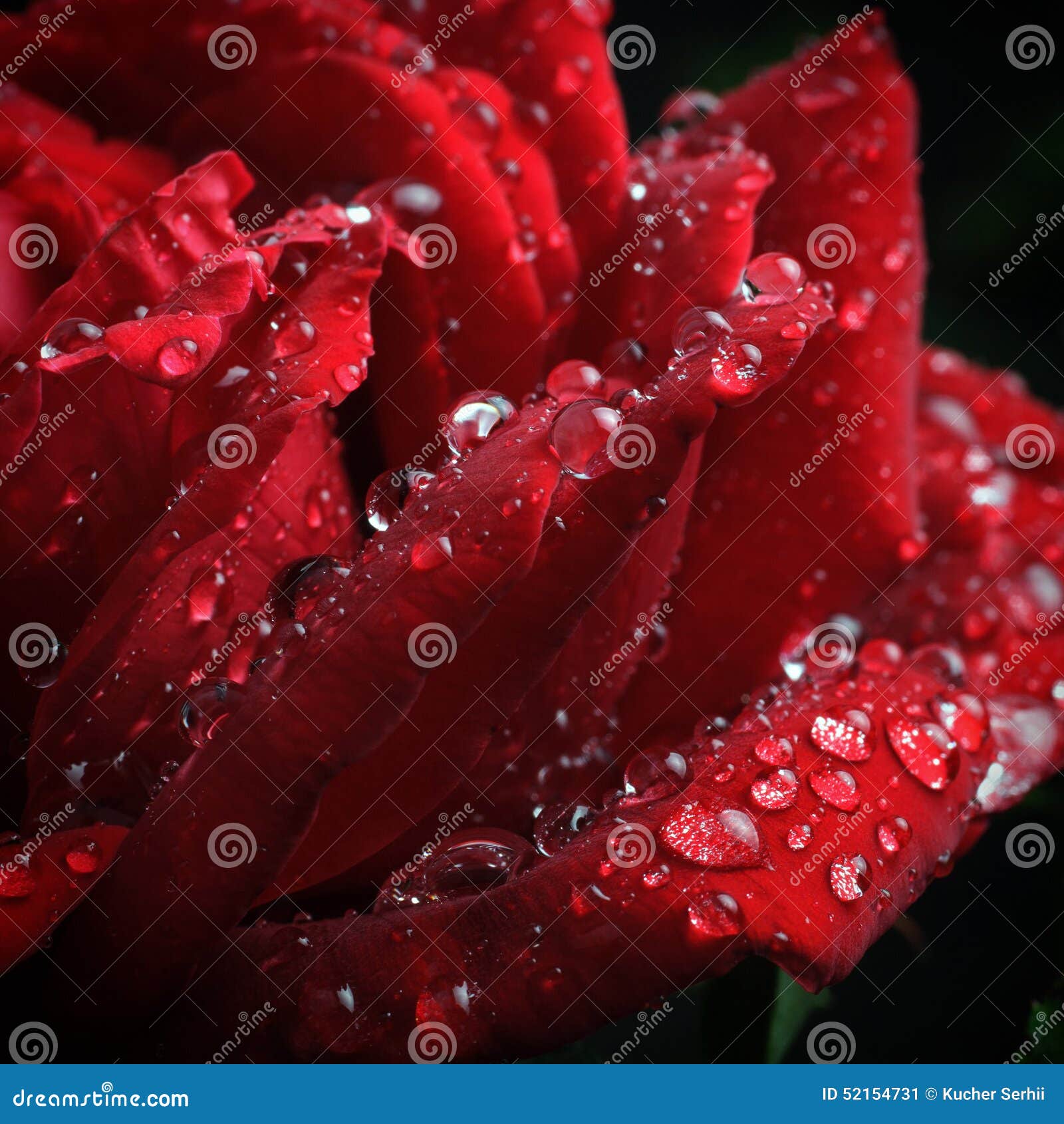 Garden Red Rose with Dew Drops Stock Image - Image of closeup, drop ...