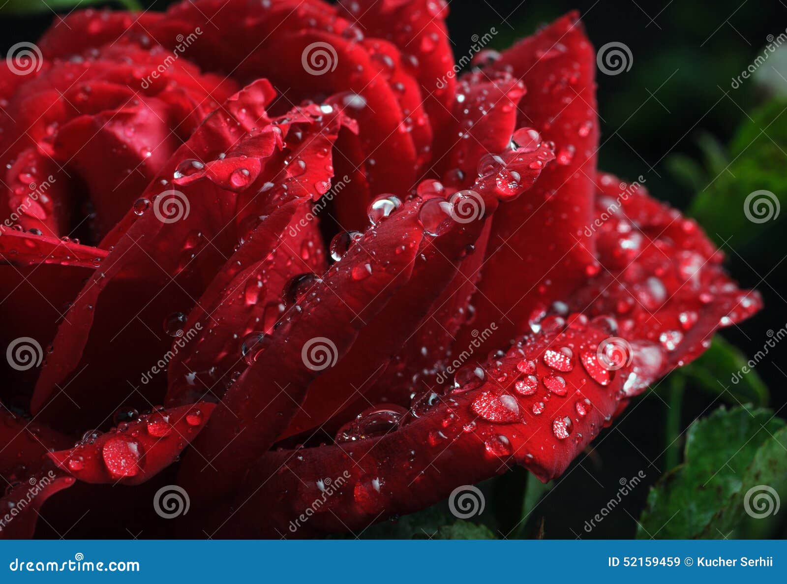 Garden Red Rose with Dew Drops Stock Image - Image of single, blossom ...