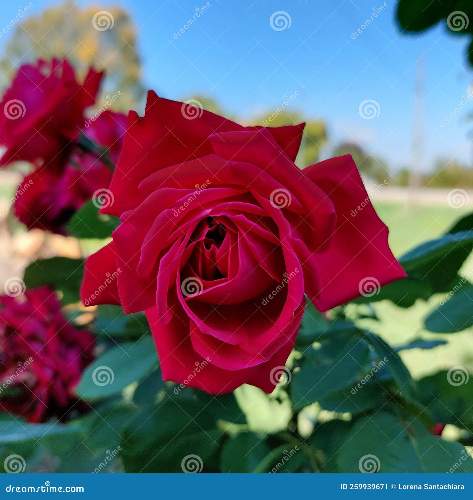 Garden Red Roses stock image. Image of roses, petal - 259939671