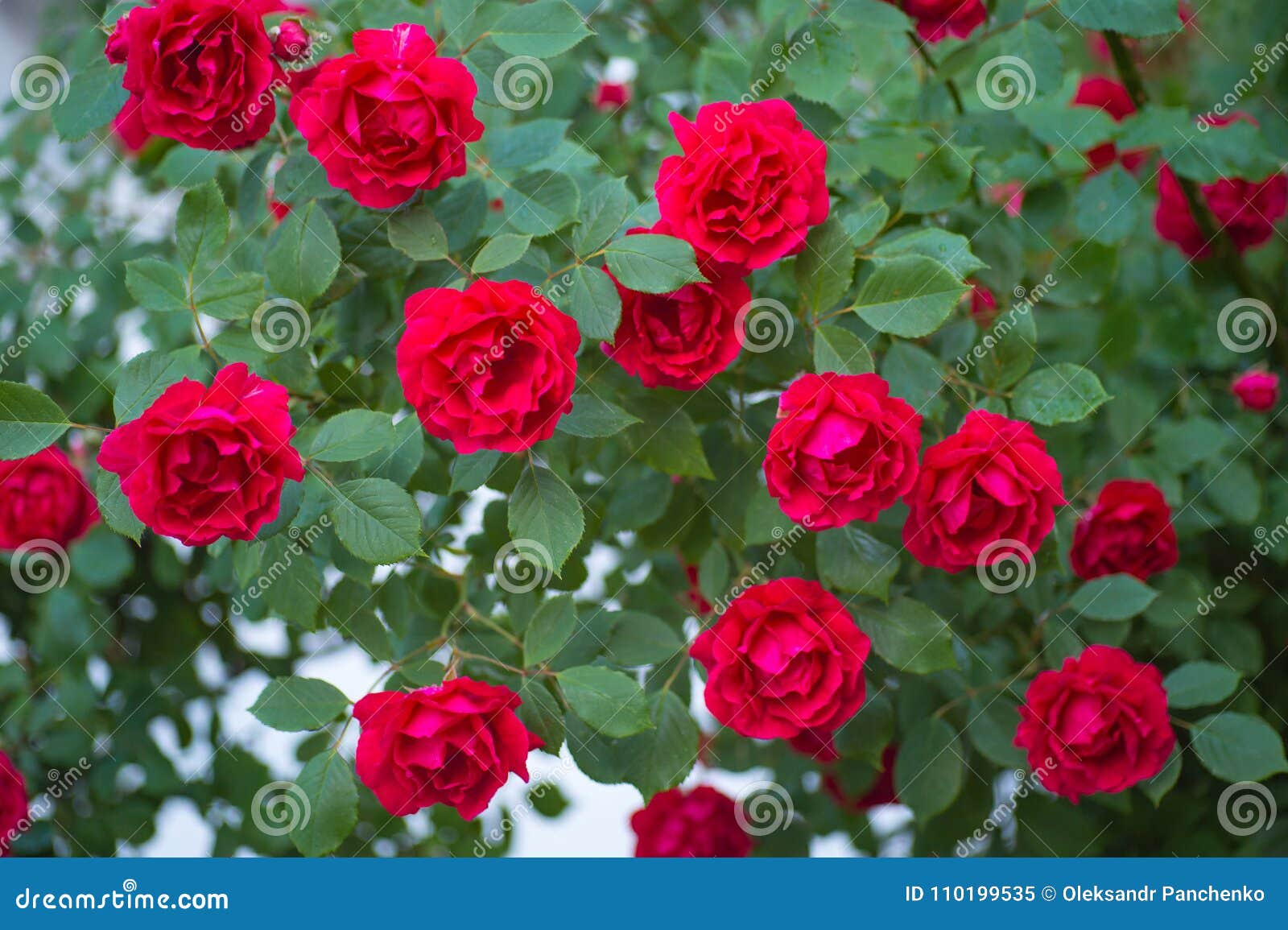 The garden red roses stock image. Image of bouquet, branch - 110199535
