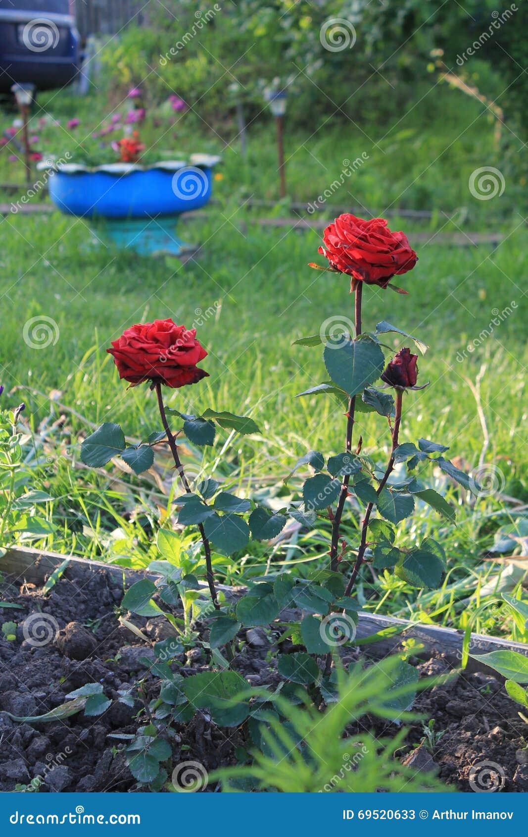 Garden red roses stock image. Image of lawn, roses, flower - 69520633