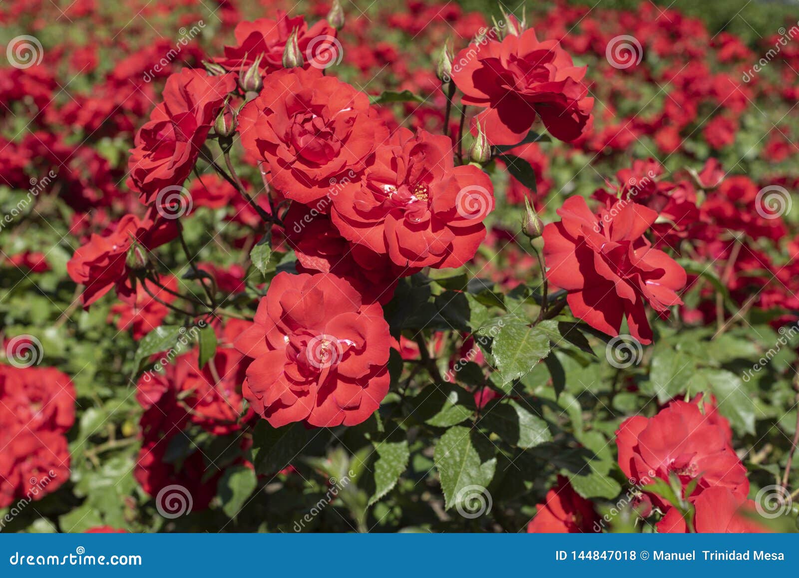 A garden of red roses stock photo. Image of love, spring - 144847018