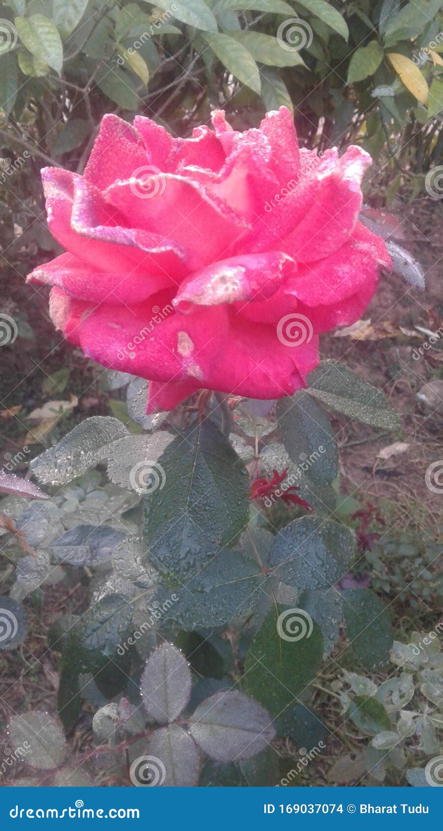 Garden Red Roses Flores Boas Foto de Stock - Imagem de jardim, vermelho ...